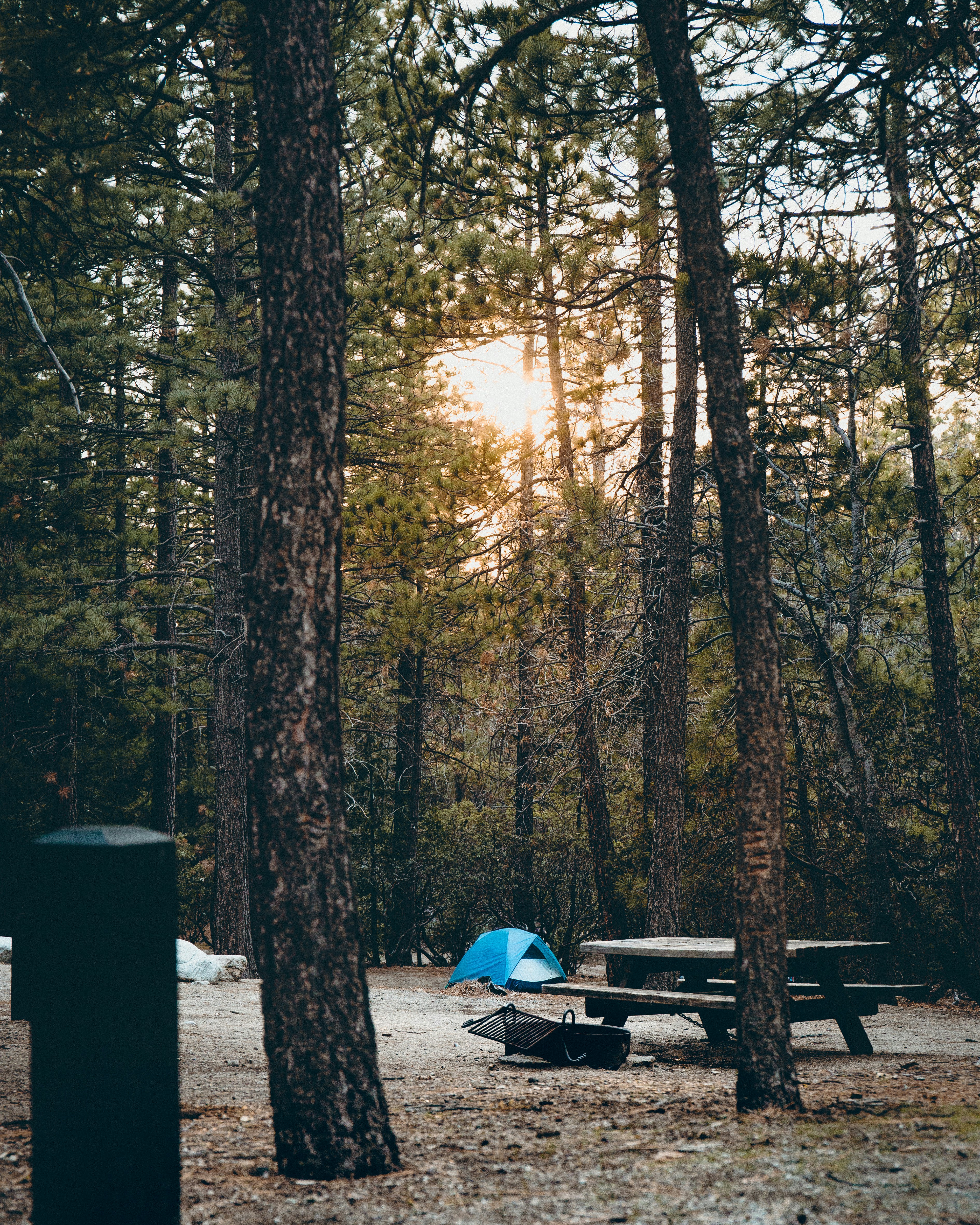 A tranquil campsite nestled among tall pine trees, featuring a blue tent and a wooden picnic table, illuminated by the soft glow of a setting sun.
