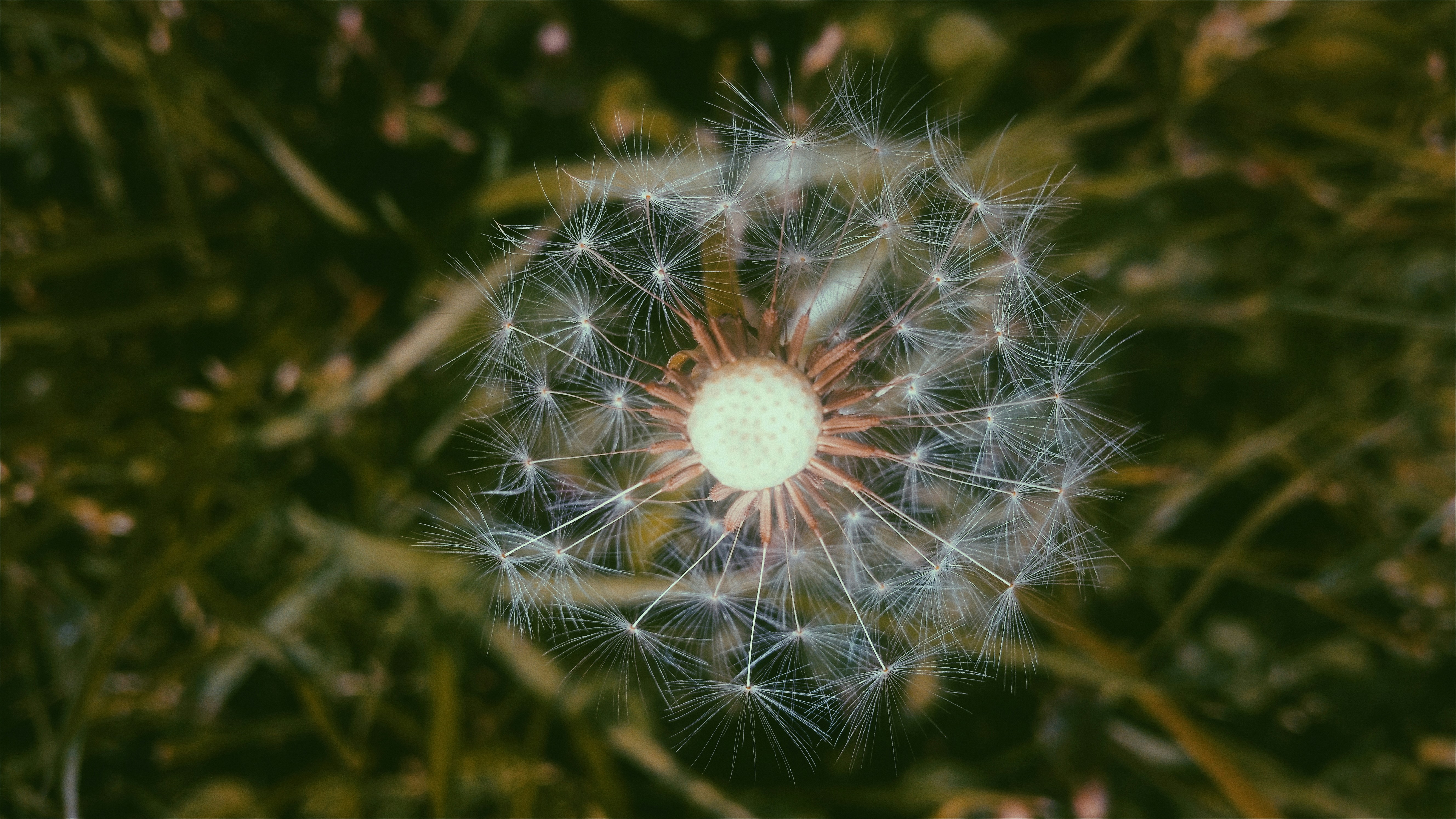 Close-up of a dandelion seed head against a blurred green background.