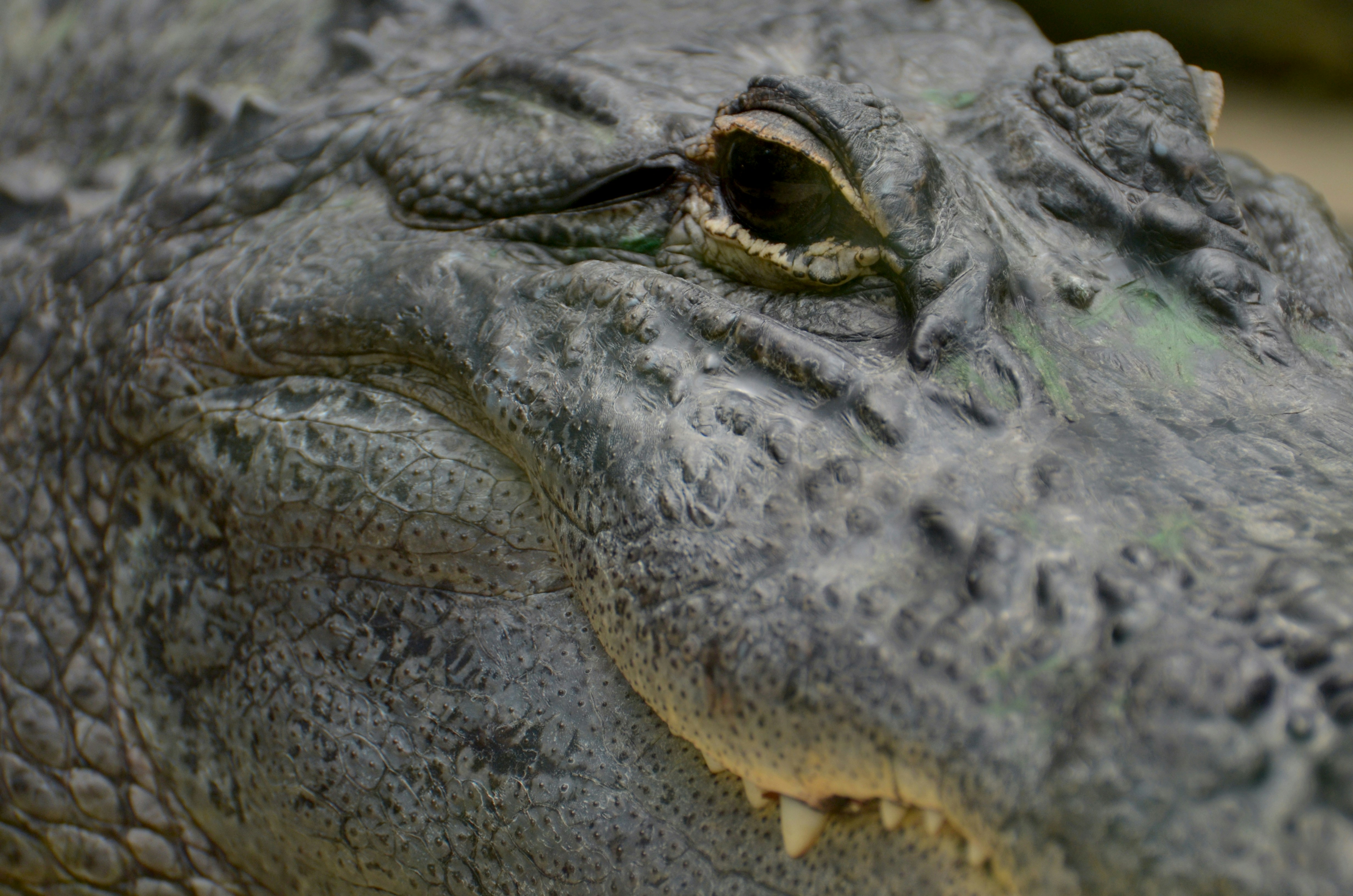 Focus photo of alligator photo – Free Grey Image on Unsplash