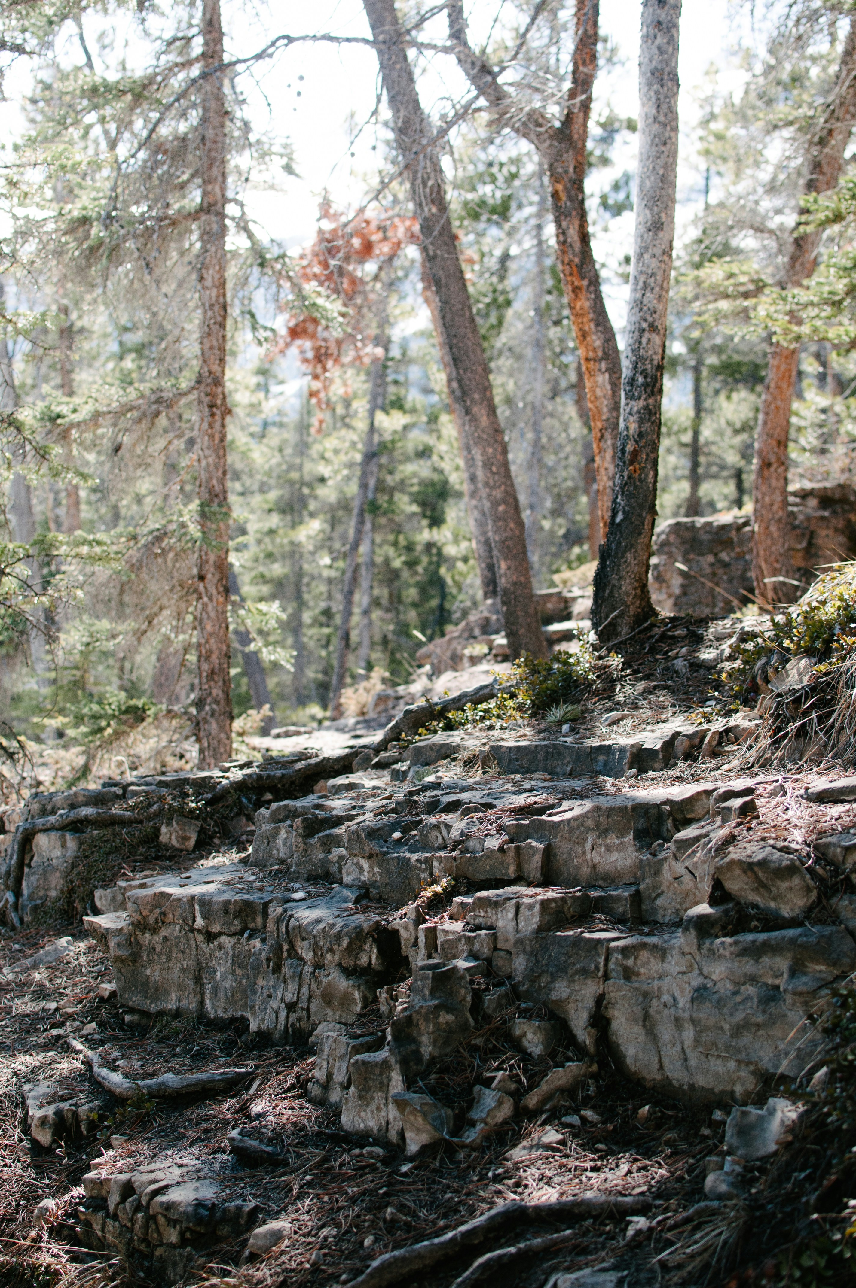 Rocky Staircase Winding Through a Quiet Pine Forest