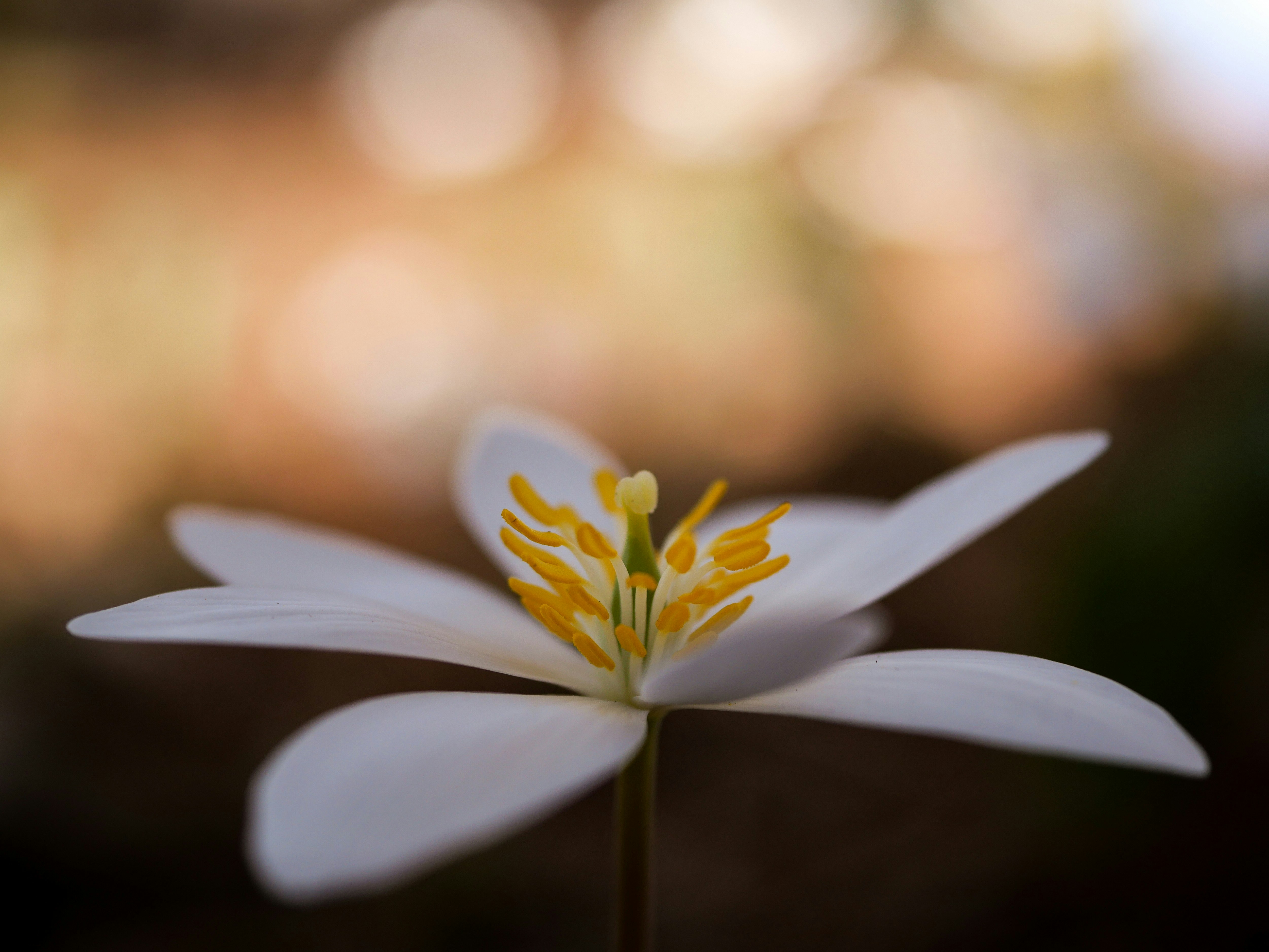 Close-up of a white flower with yellow stamens, set against a softly blurred background that suggests a serene spring atmosphere.