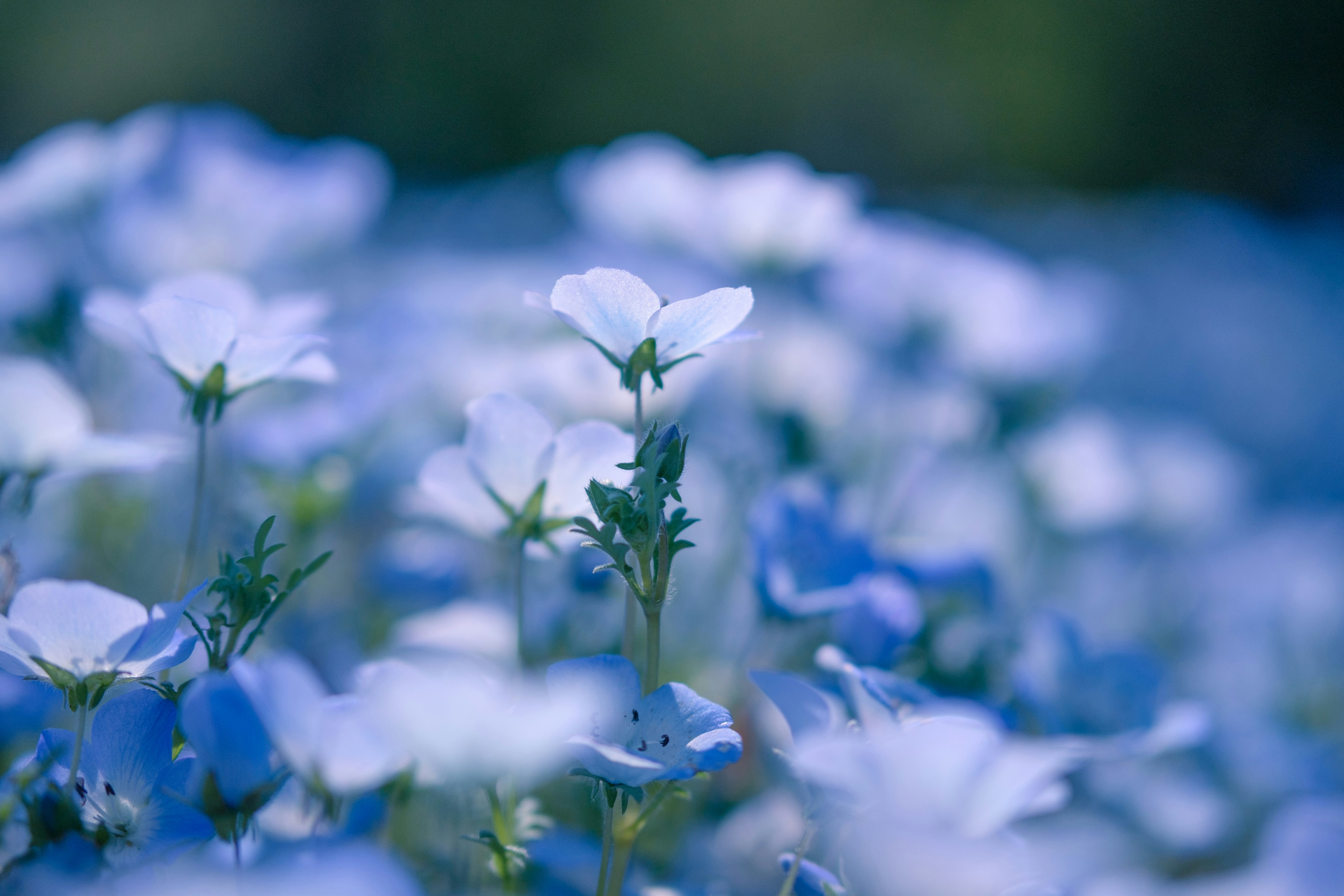Shallow focus photo of lower photo – Free Blue Image on Unsplash