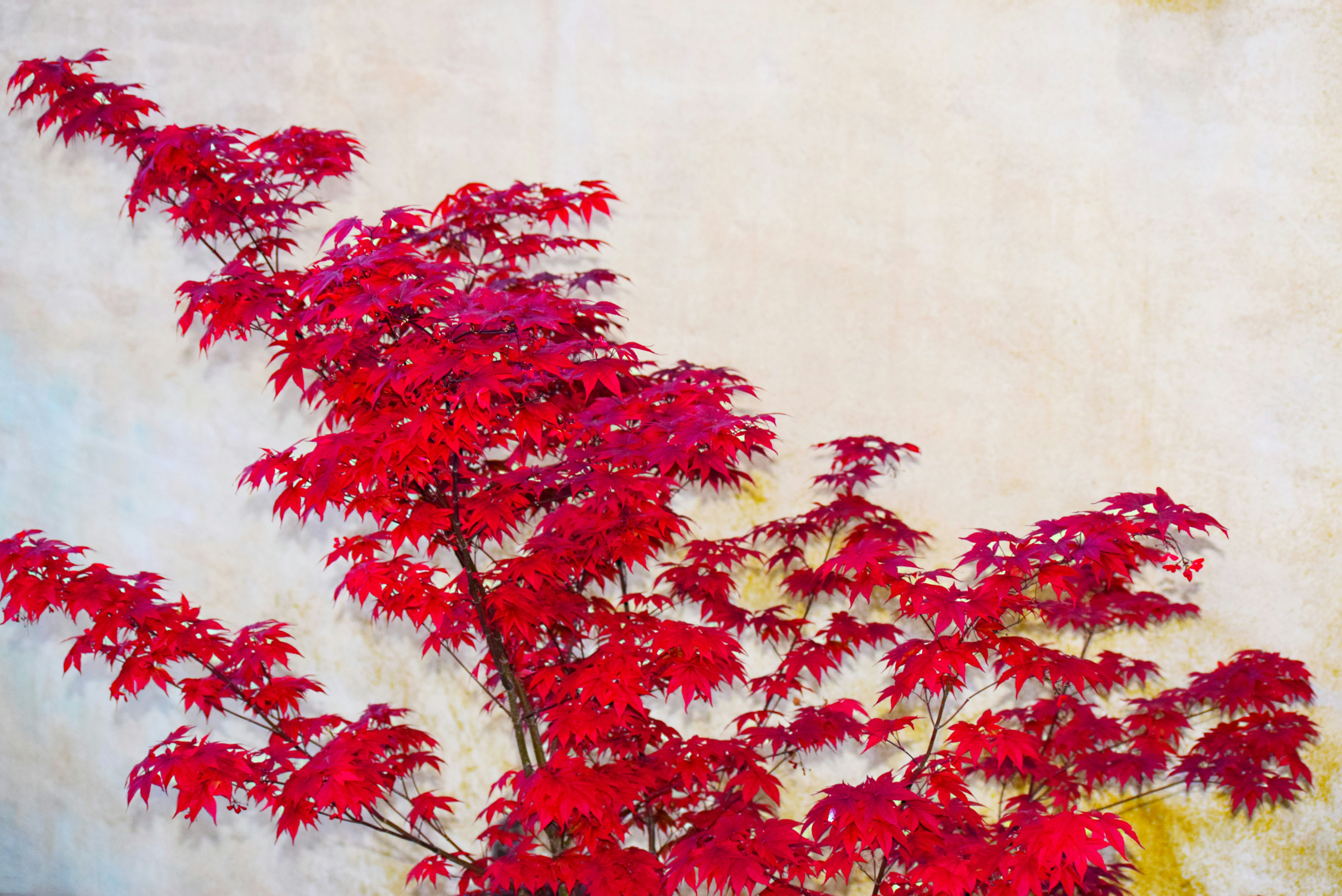 Red Maple Pictures | Download Free Images on Unsplash