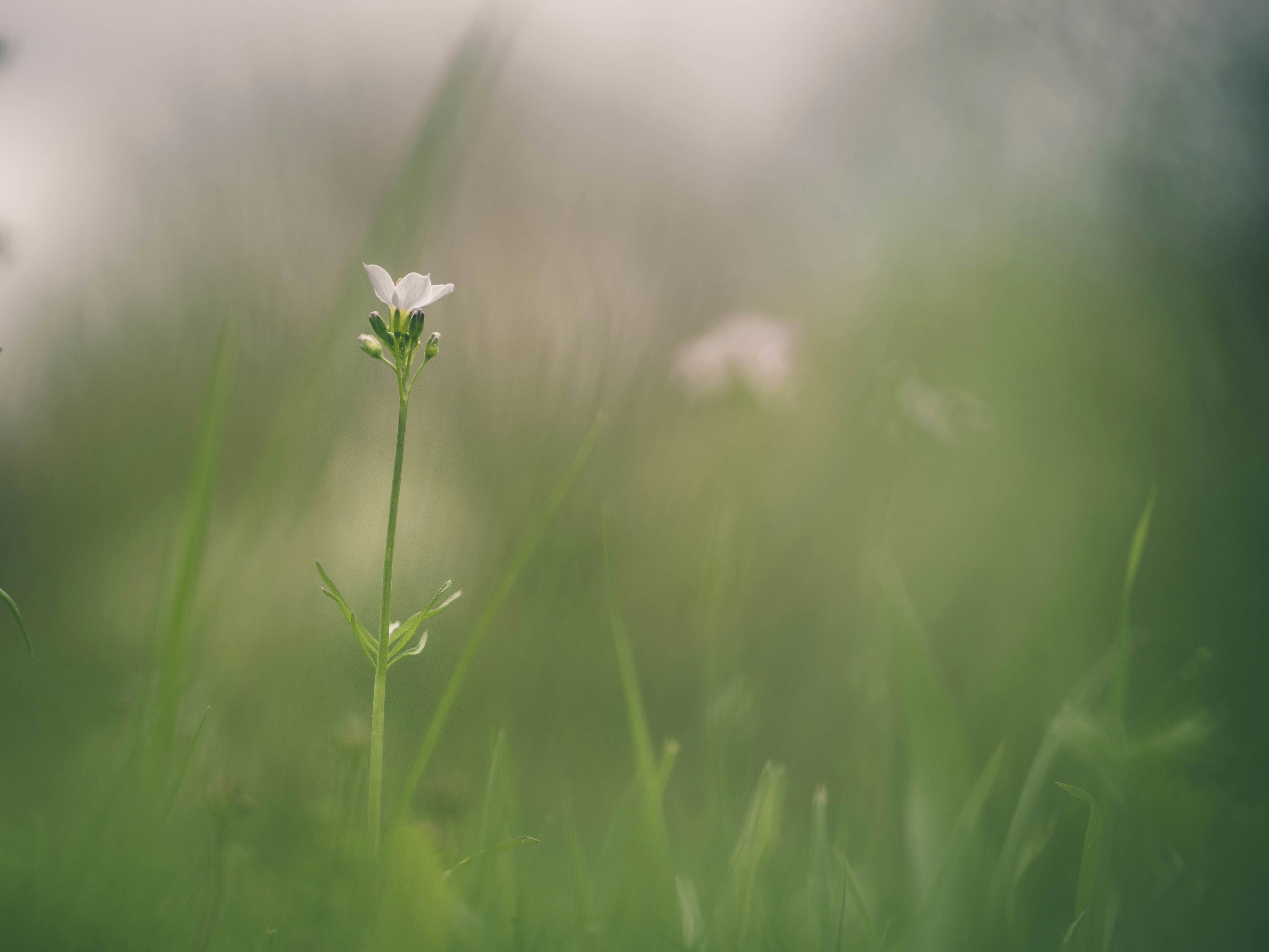 Delicate white flower emerging from lush green grass, symbolizing resilience and renewal in nature.