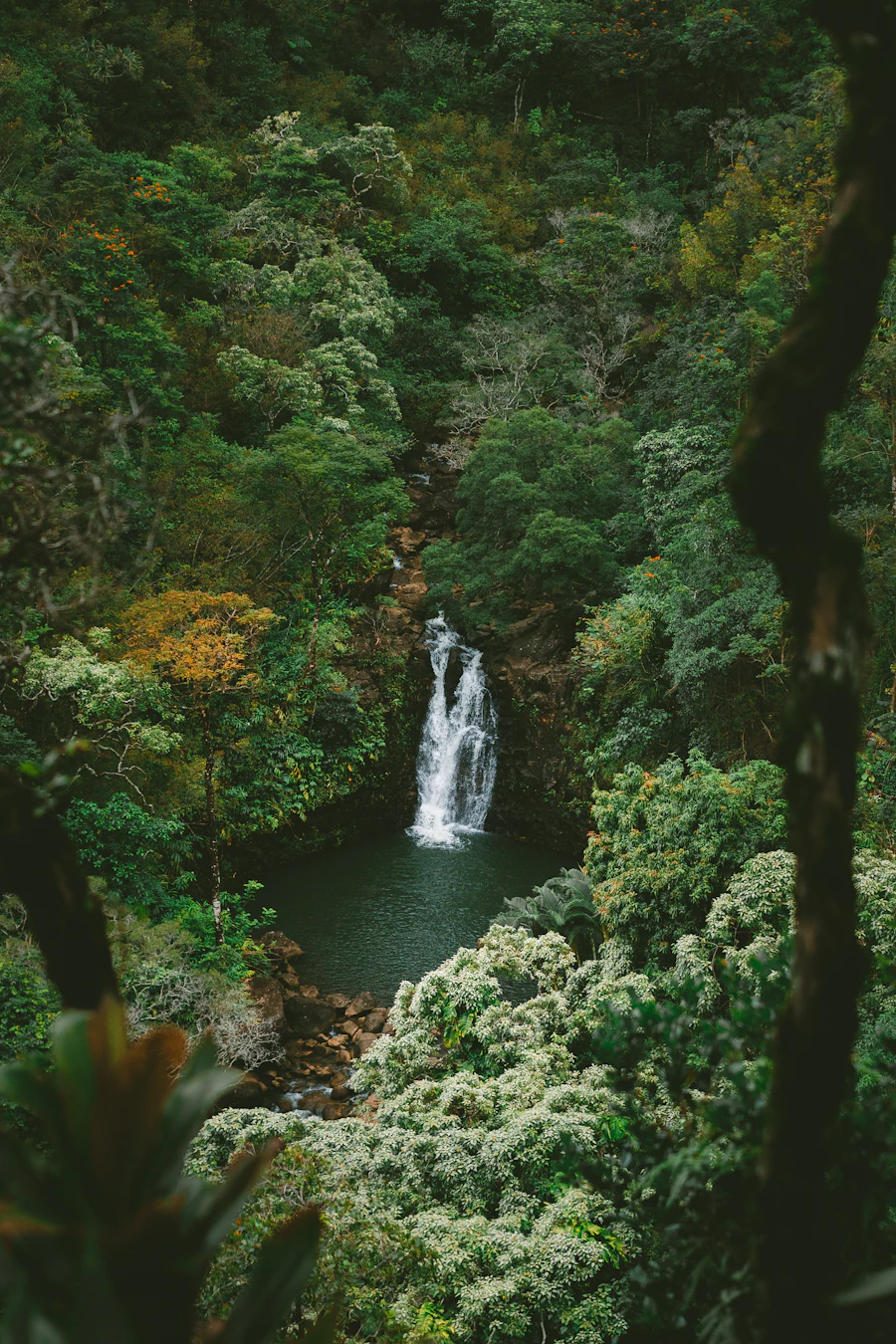 White waterfall spilling into a deep emerald pool, framed by dense, layered tropical foliage and foreground branches.