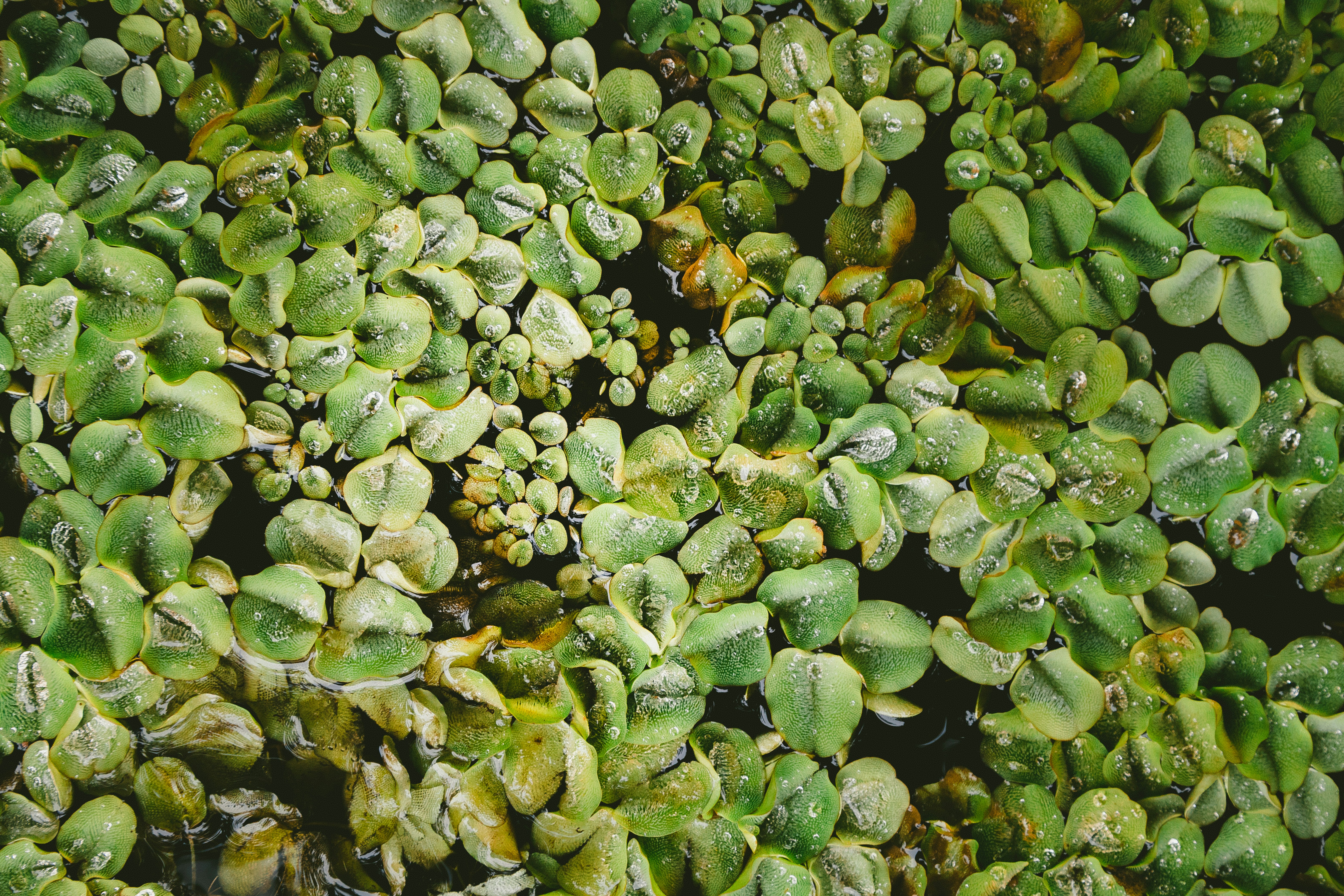 Lush green aquatic plants densely cover the water's surface, creating a vibrant tapestry of textures and shades. The interplay of light and shadow enhances the organic patterns.