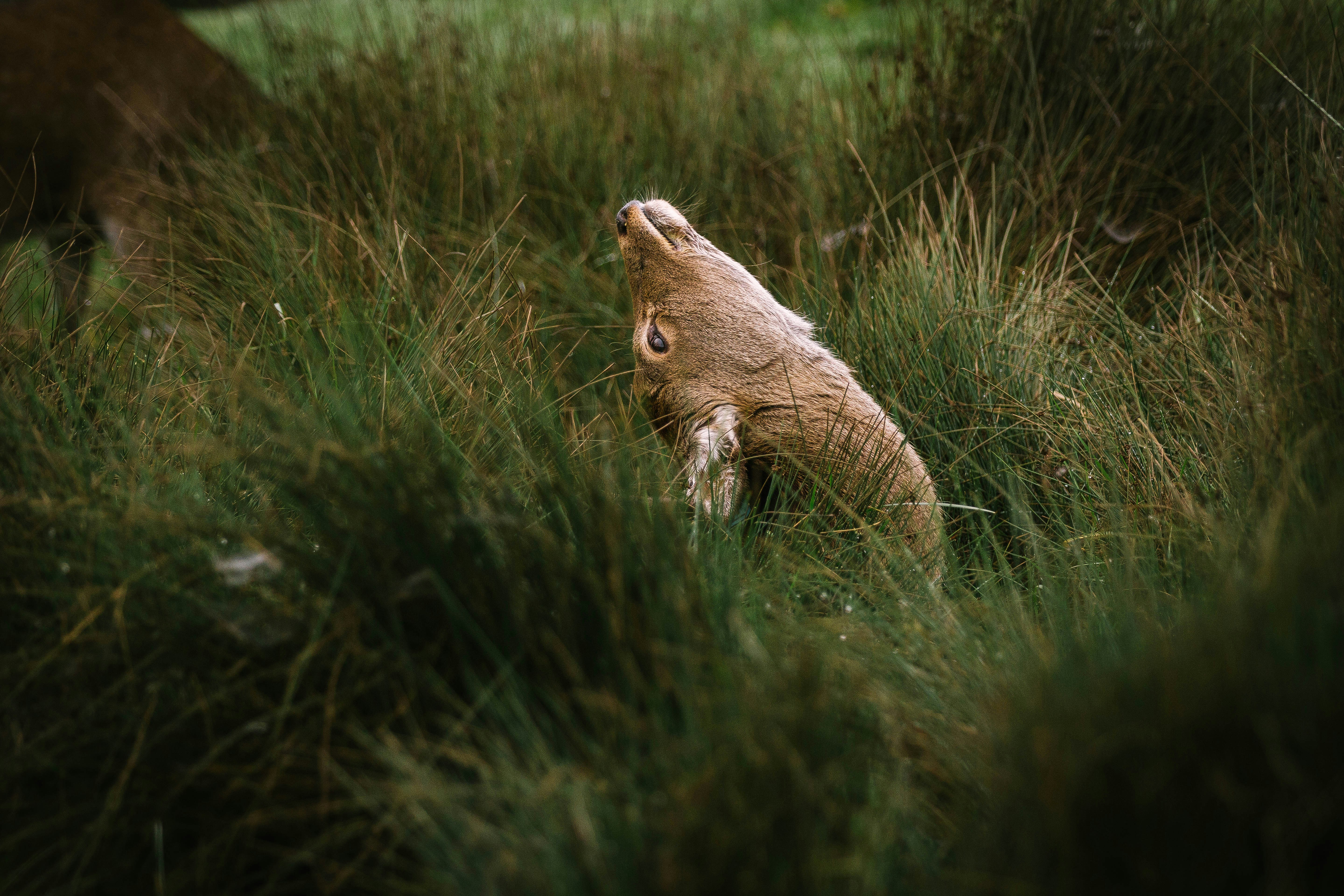 A curious creature peeks through tall grass, showcasing its unique features and playful demeanor. The scene captures a moment of connection with the wild.