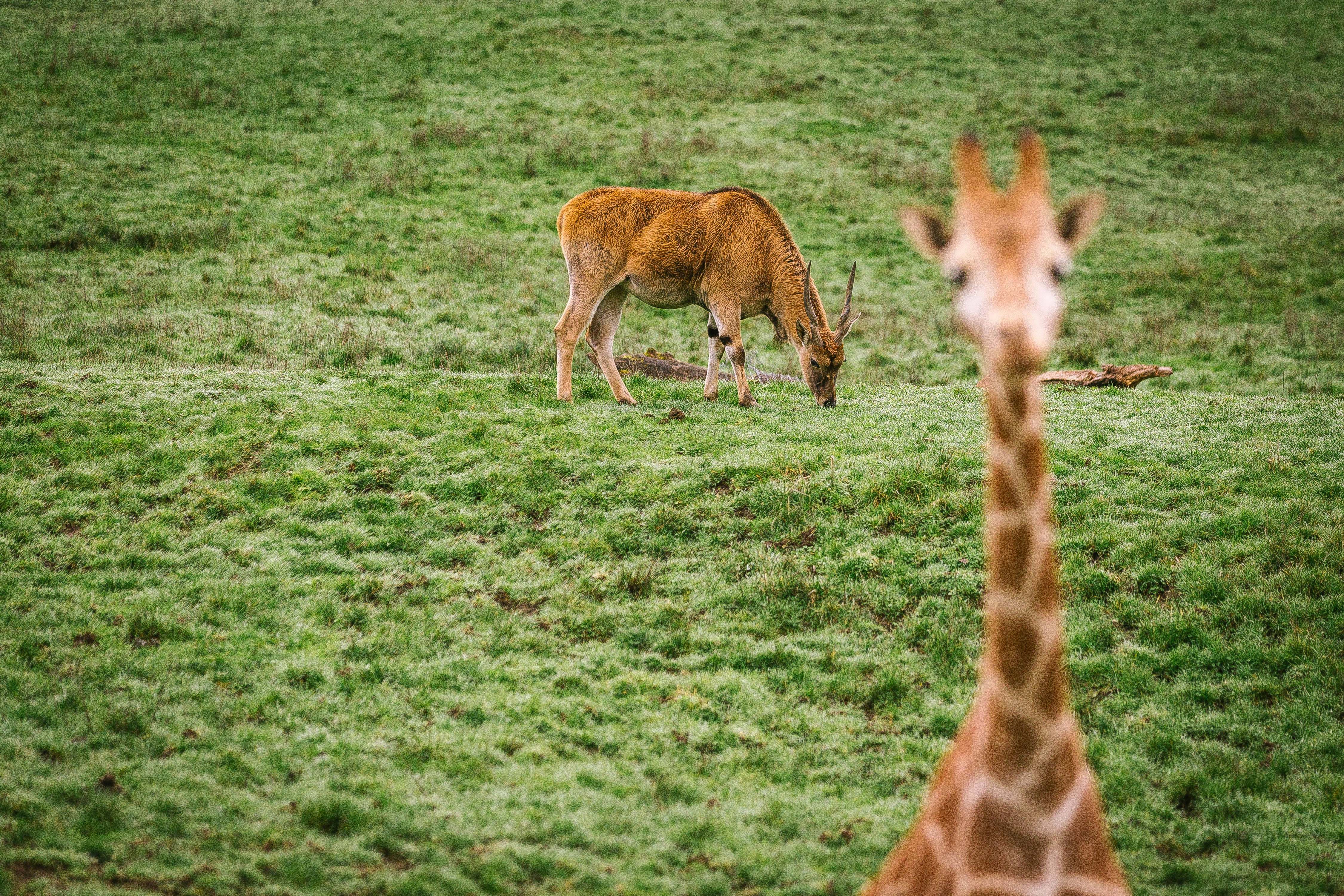 A giraffe stands prominently in the foreground, while a smaller animal grazes in the background on a lush green field.
