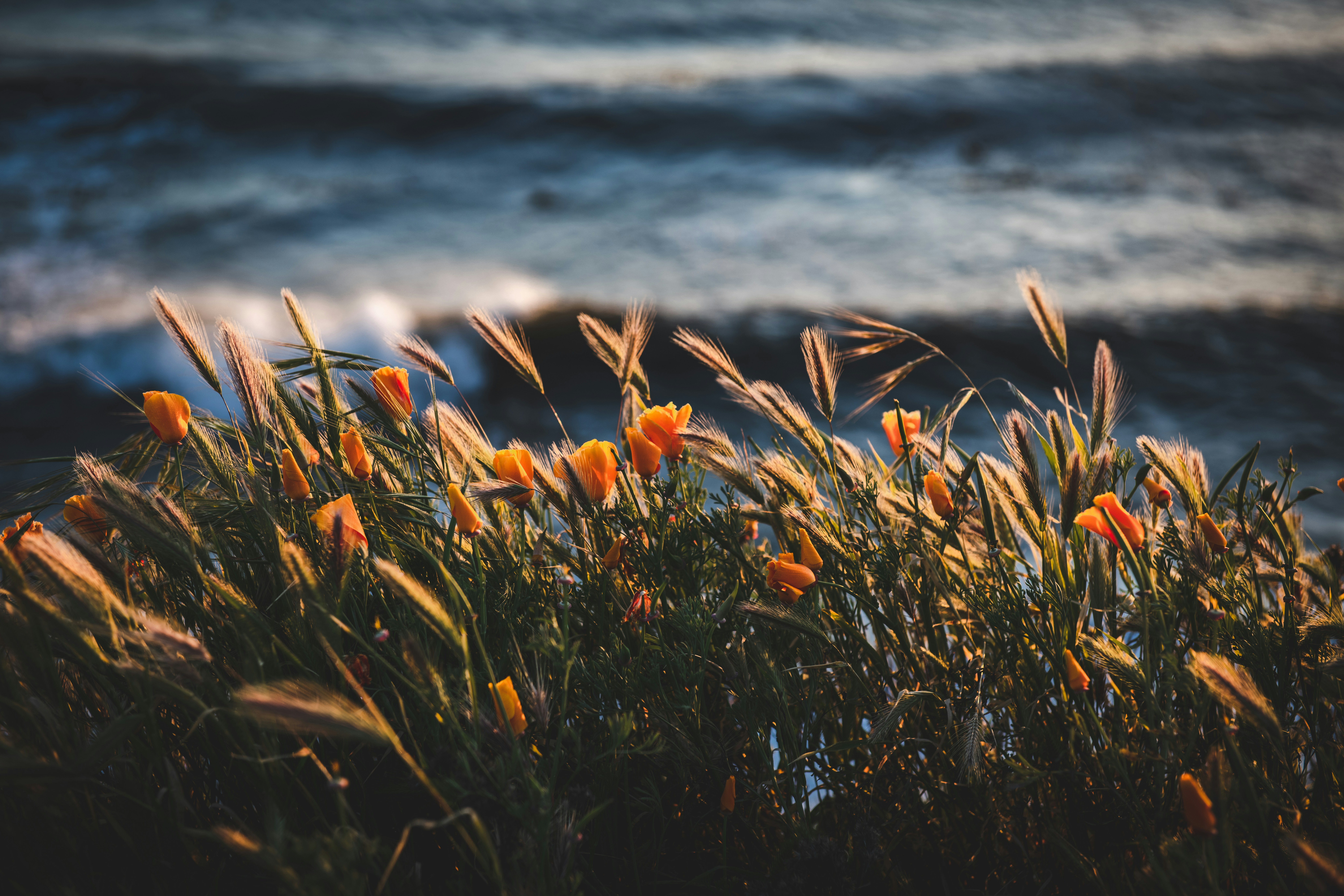 Captured these Golden Poppies — the California State Flower — at sunset at Pismo Beach, CA. They truly were glowing gold.