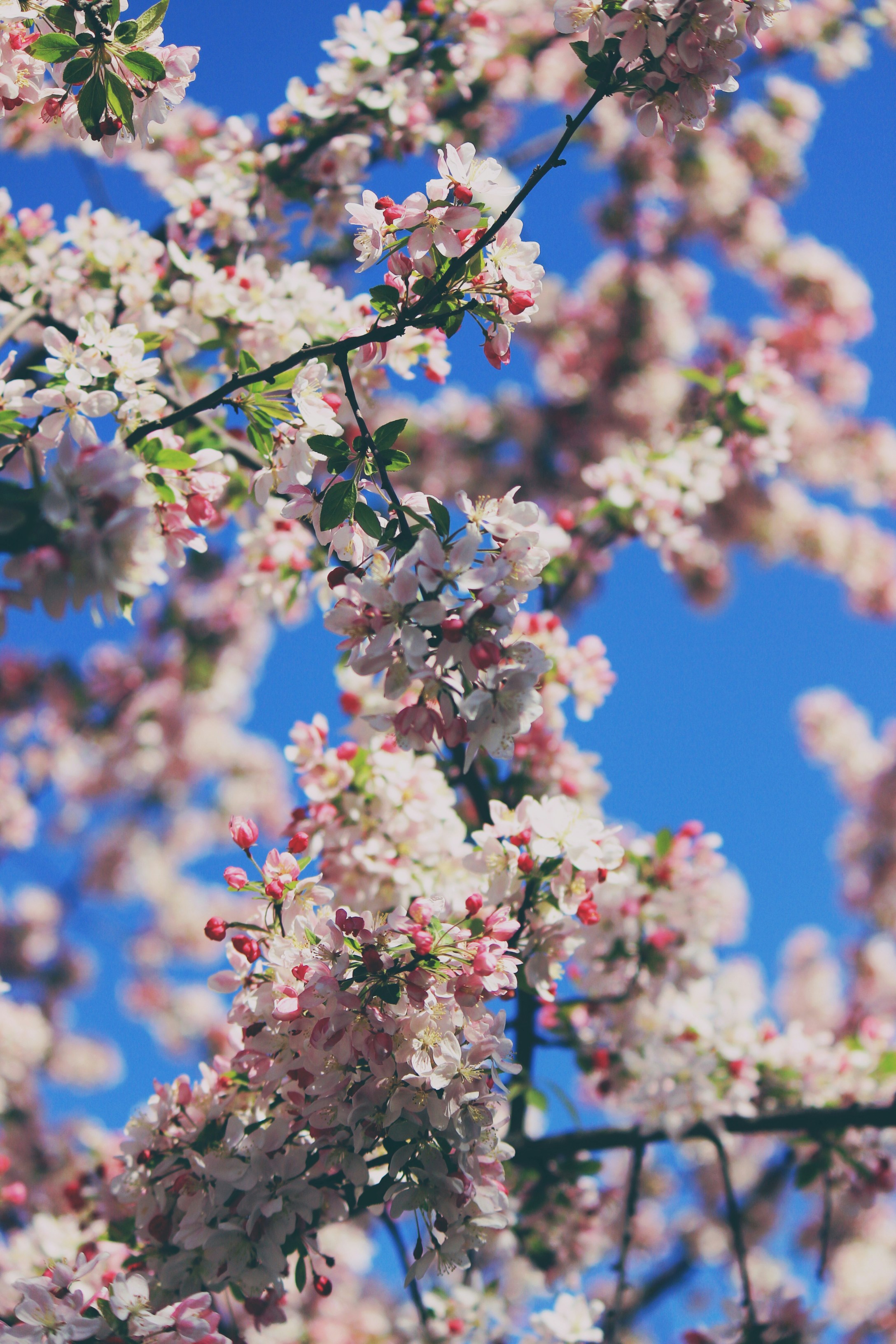 Delicate pink and white blossoms interspersed with vibrant green leaves against a clear blue sky.