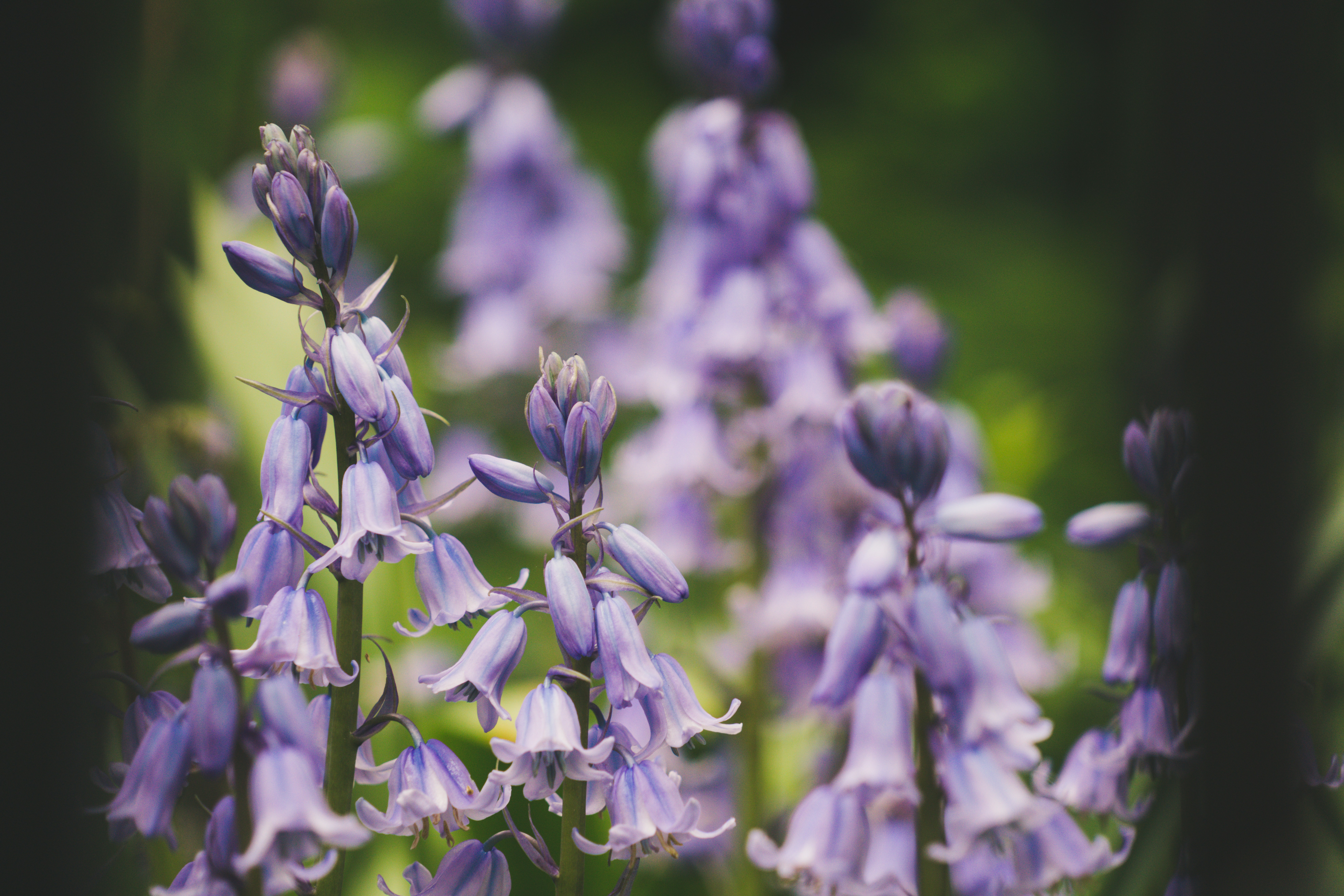Cluster of delicate purple flowers swaying gently in a lush green backdrop.