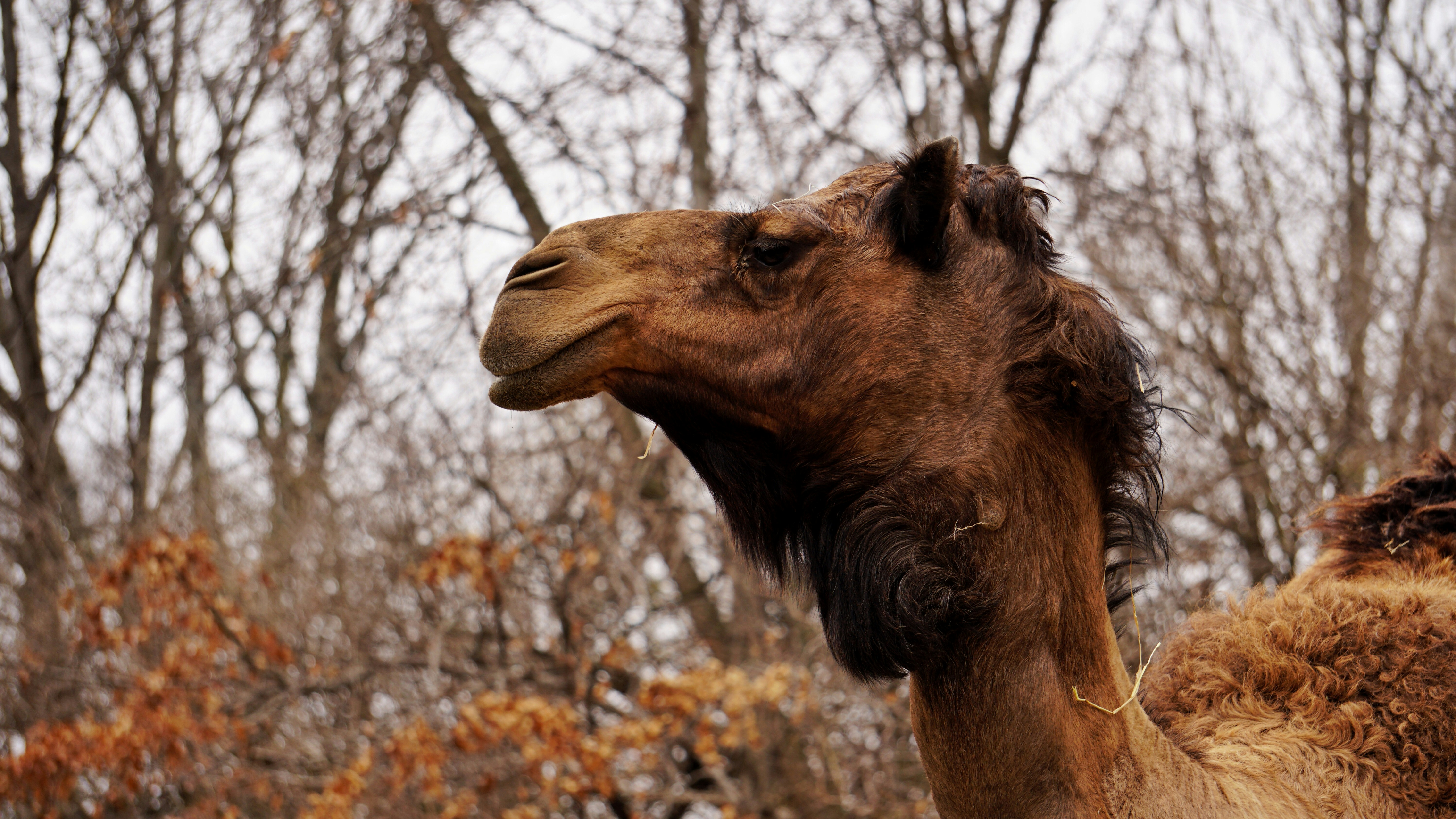 A Camel’s Quiet Pause Among Bare Trees