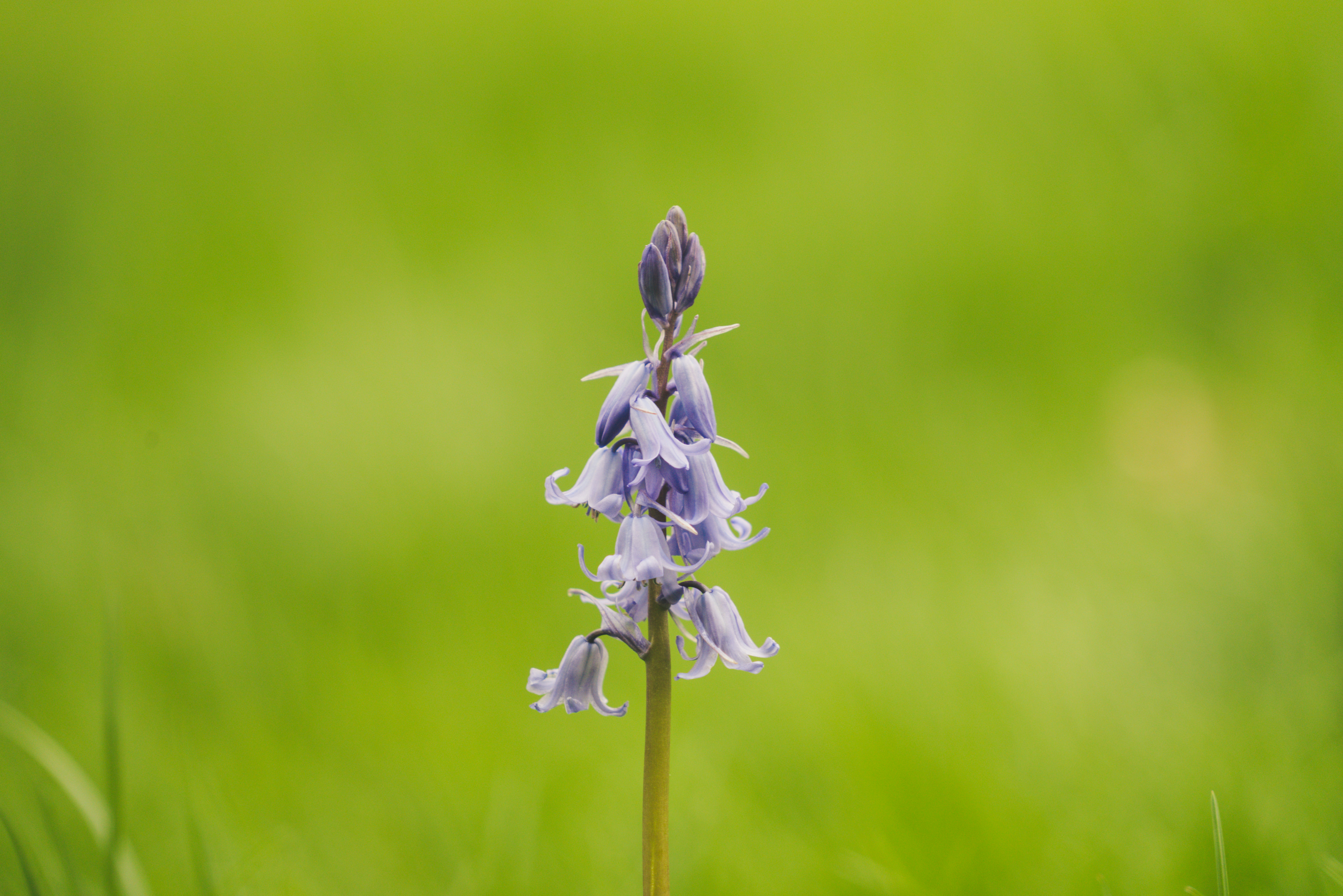 Purple flower stands tall amidst a blurred green field.