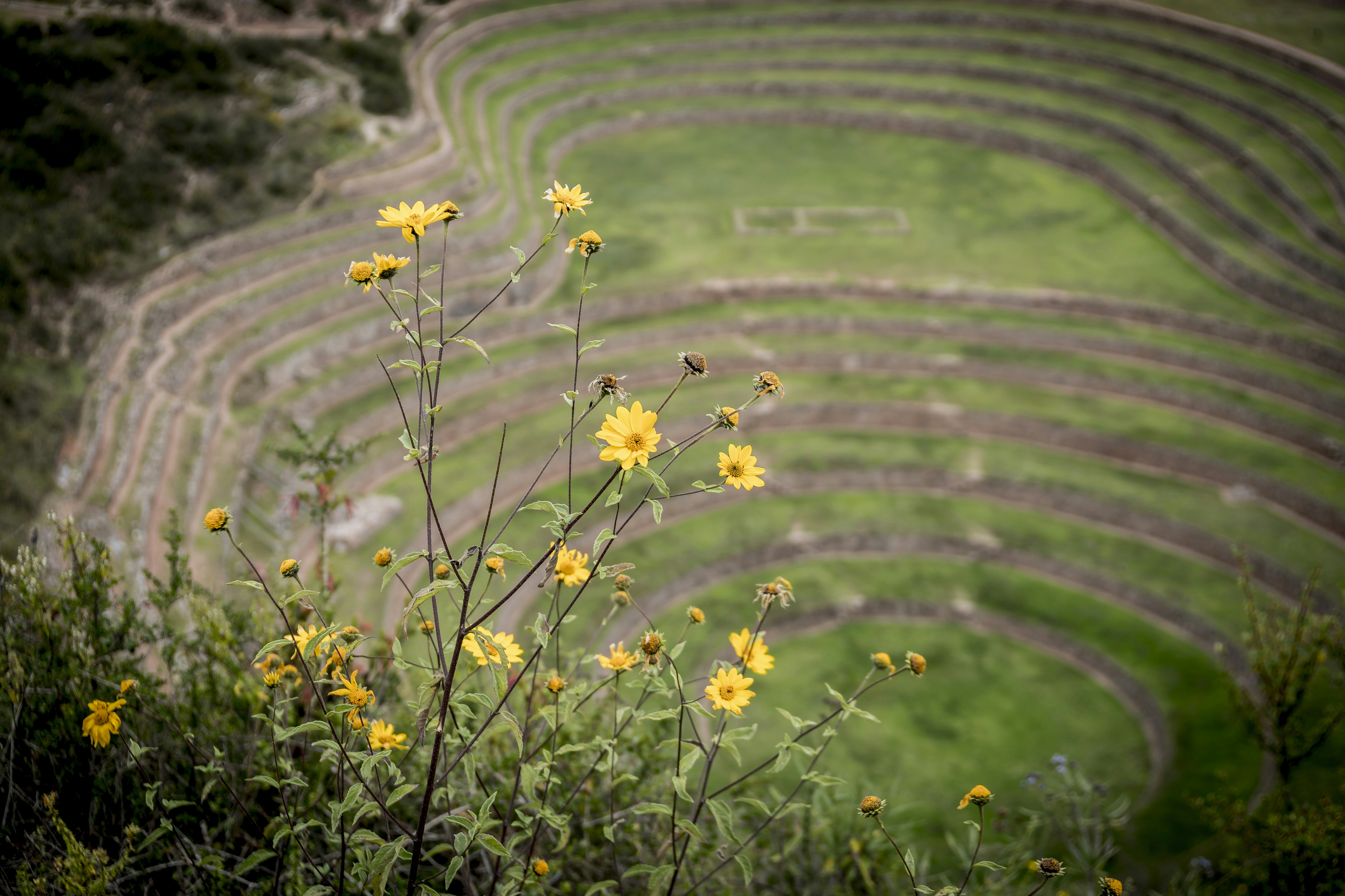 Yellow bloom in foreground with terraced hills fading into distance