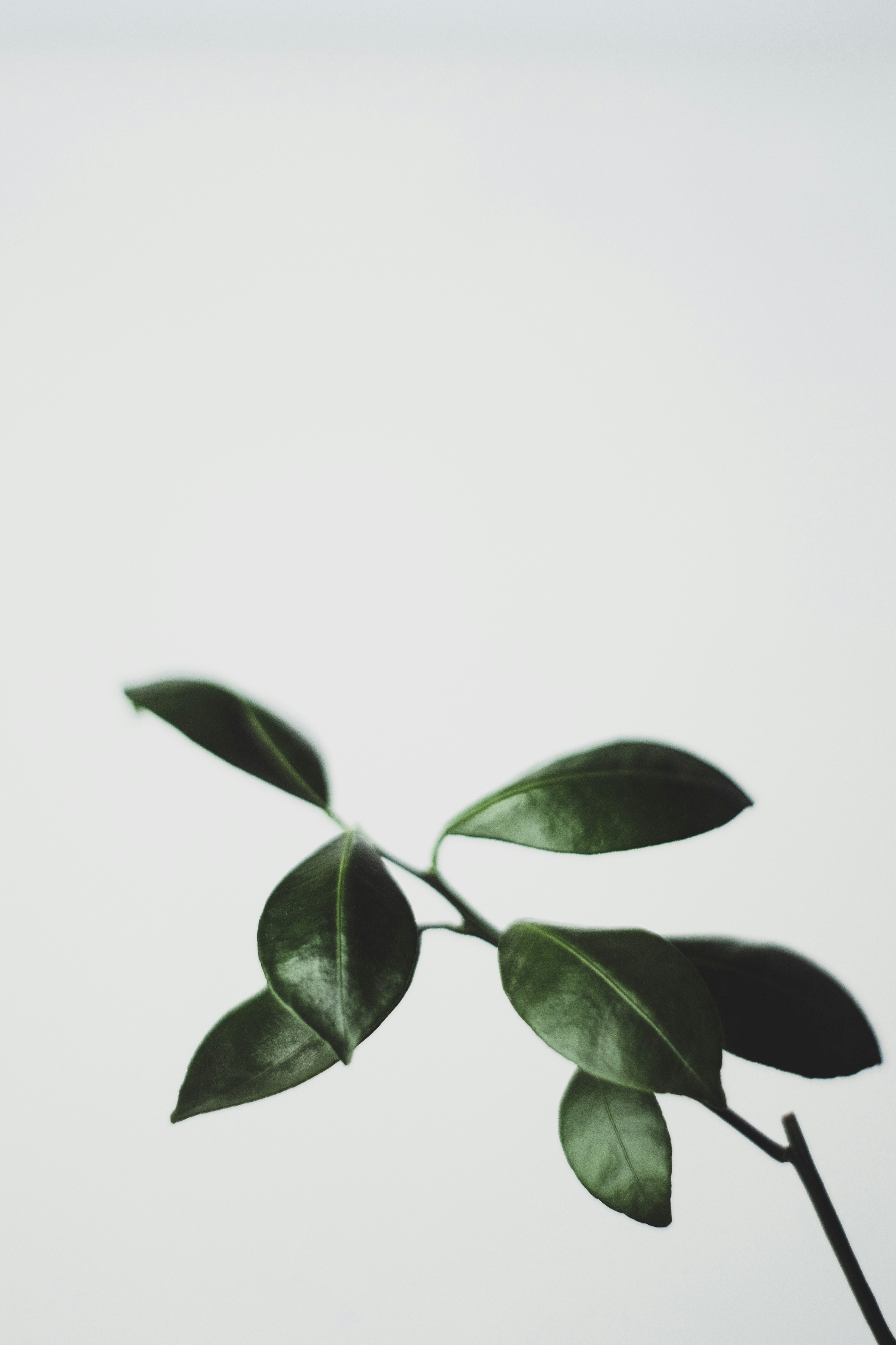 Delicate green leaves gracefully arching against a soft, neutral background.