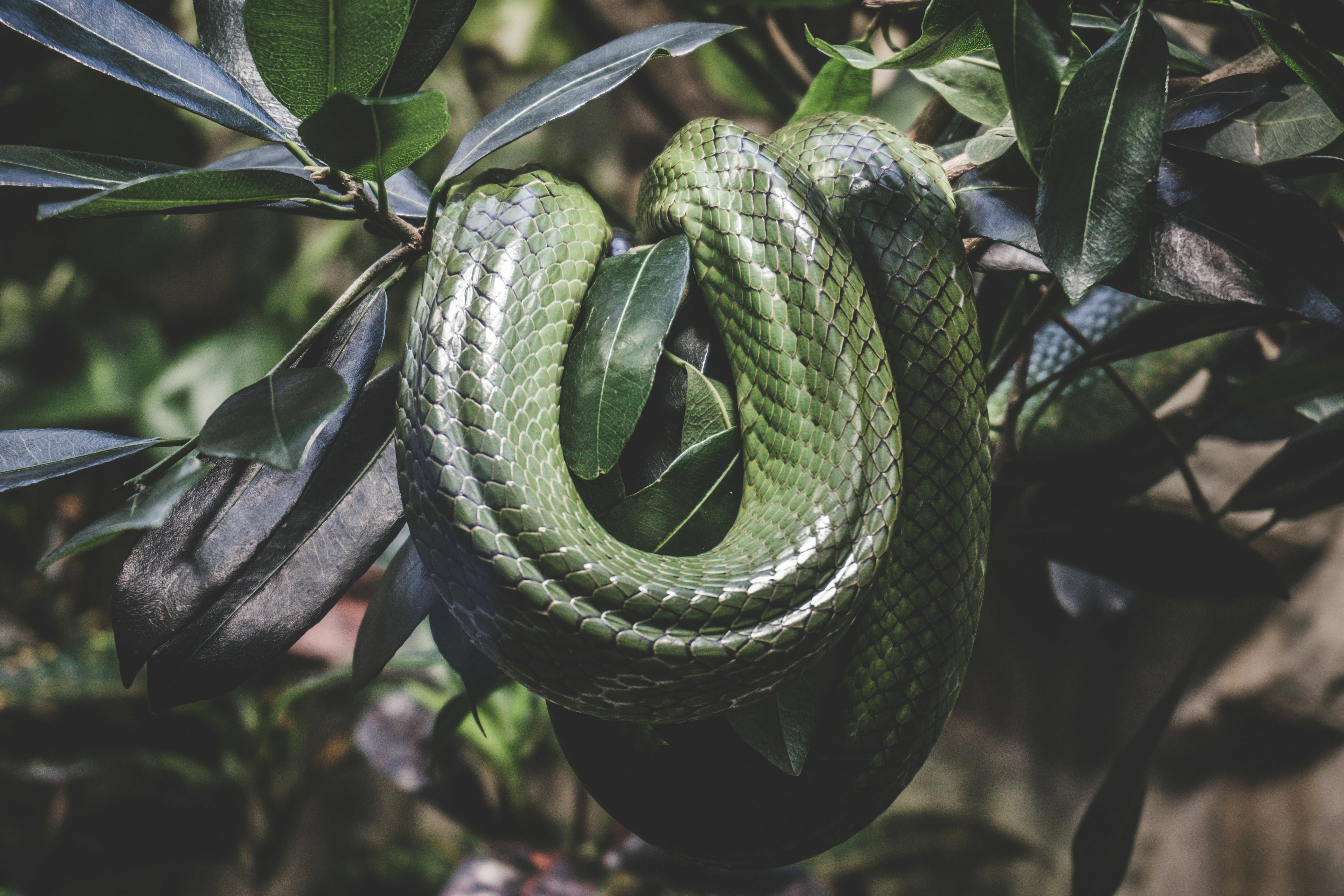 Green snake elegantly coiled among lush foliage, showcasing intricate scales and vibrant color. The scene captures the essence of a tropical habitat.