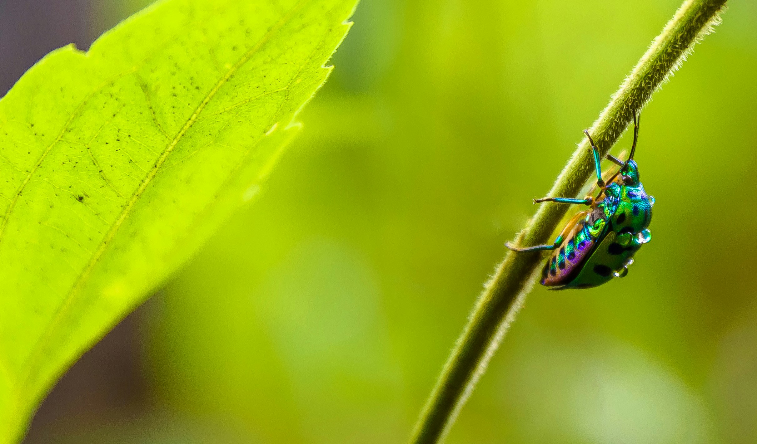 500+ Insect Pictures [HD] | Download Free Images on Unsplash
