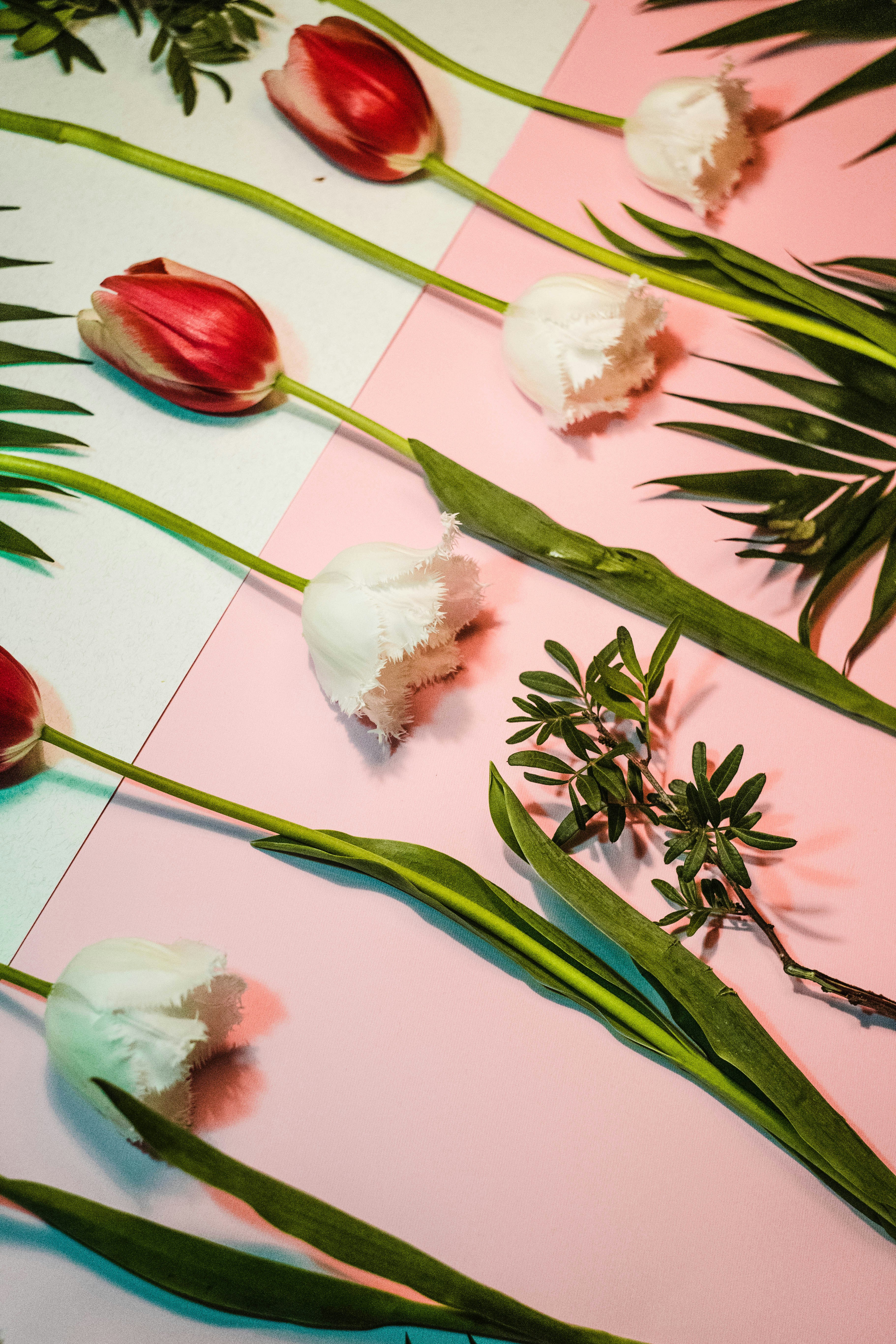 Weiße und rote Blüten 사진 – Unsplash의 무료 꽃 이미지