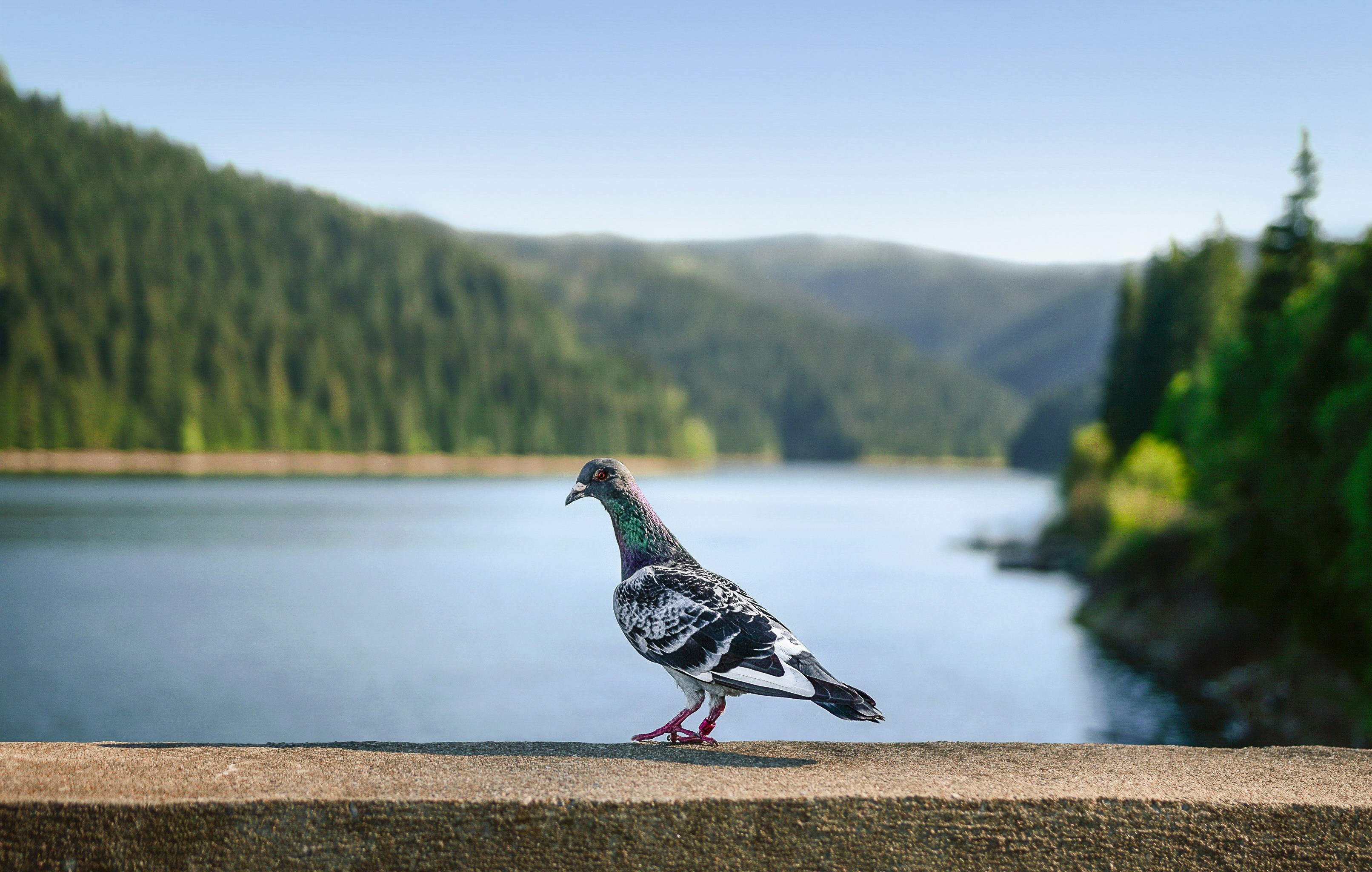 Tourterelle biset sur une surface en béton photo – Photo Pigeon ...