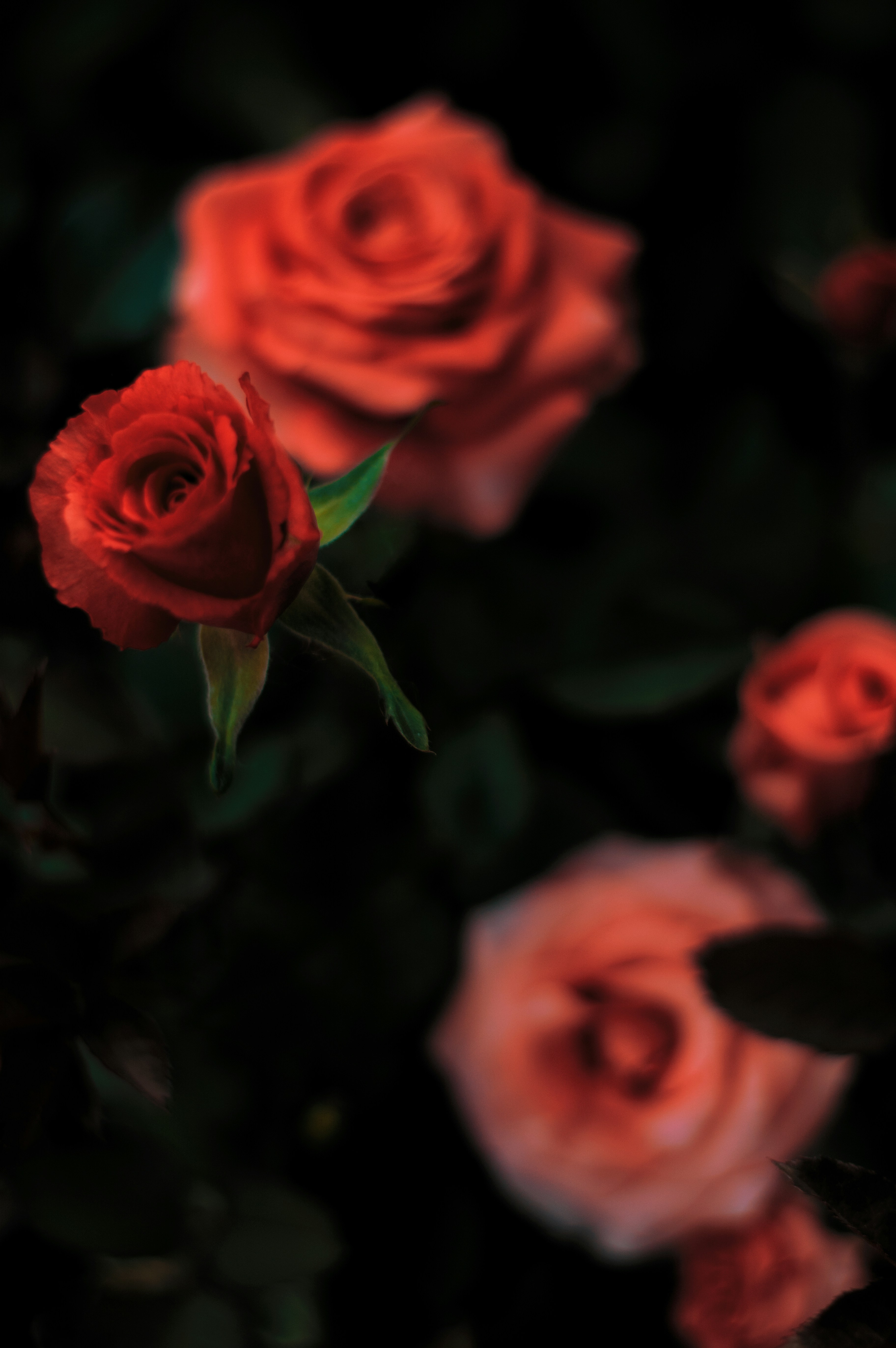 Red rose in shallow focus photography photo – Free Rose Image on Unsplash