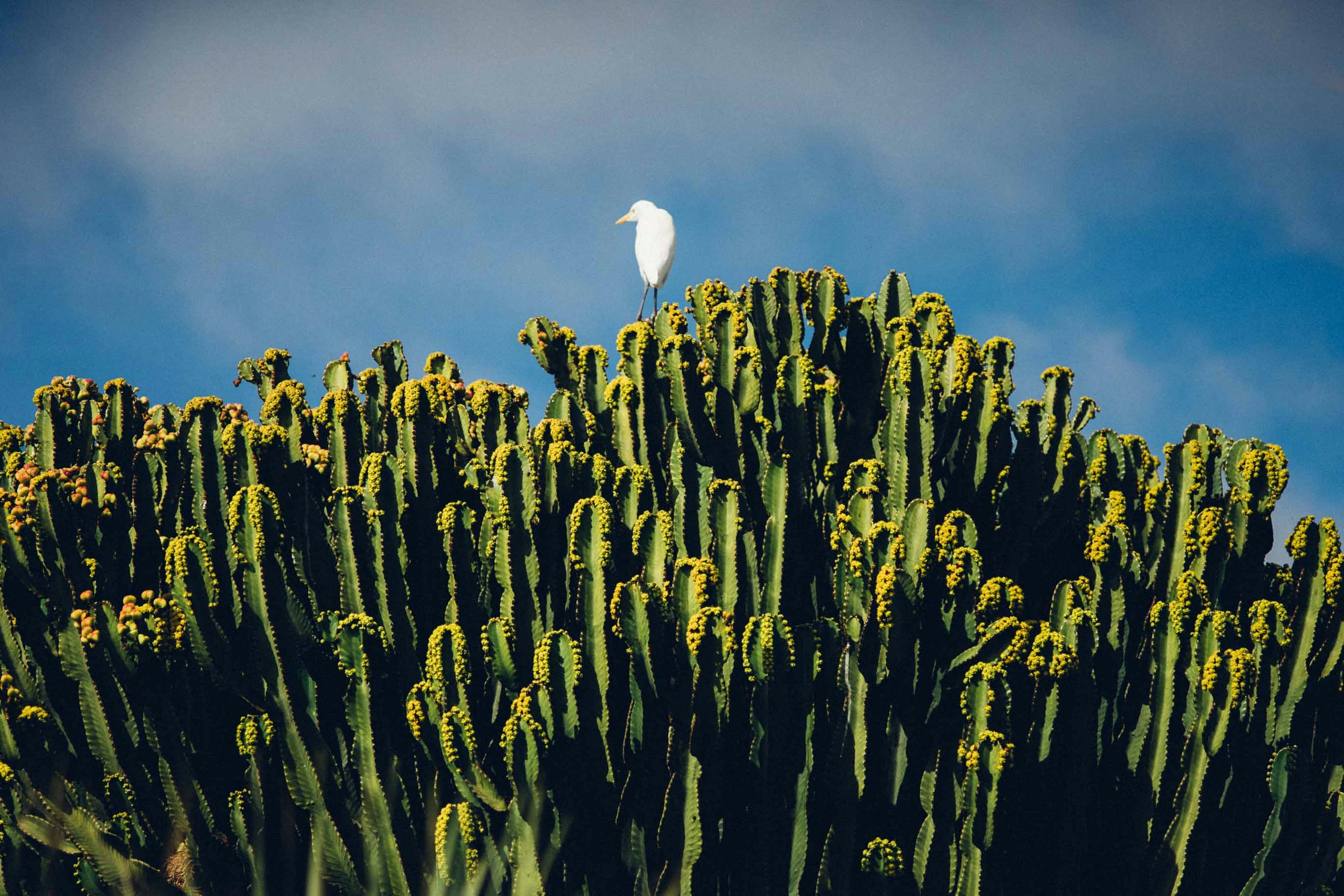 Egret at the Summit: White Silhouette Among Desert Green Spires