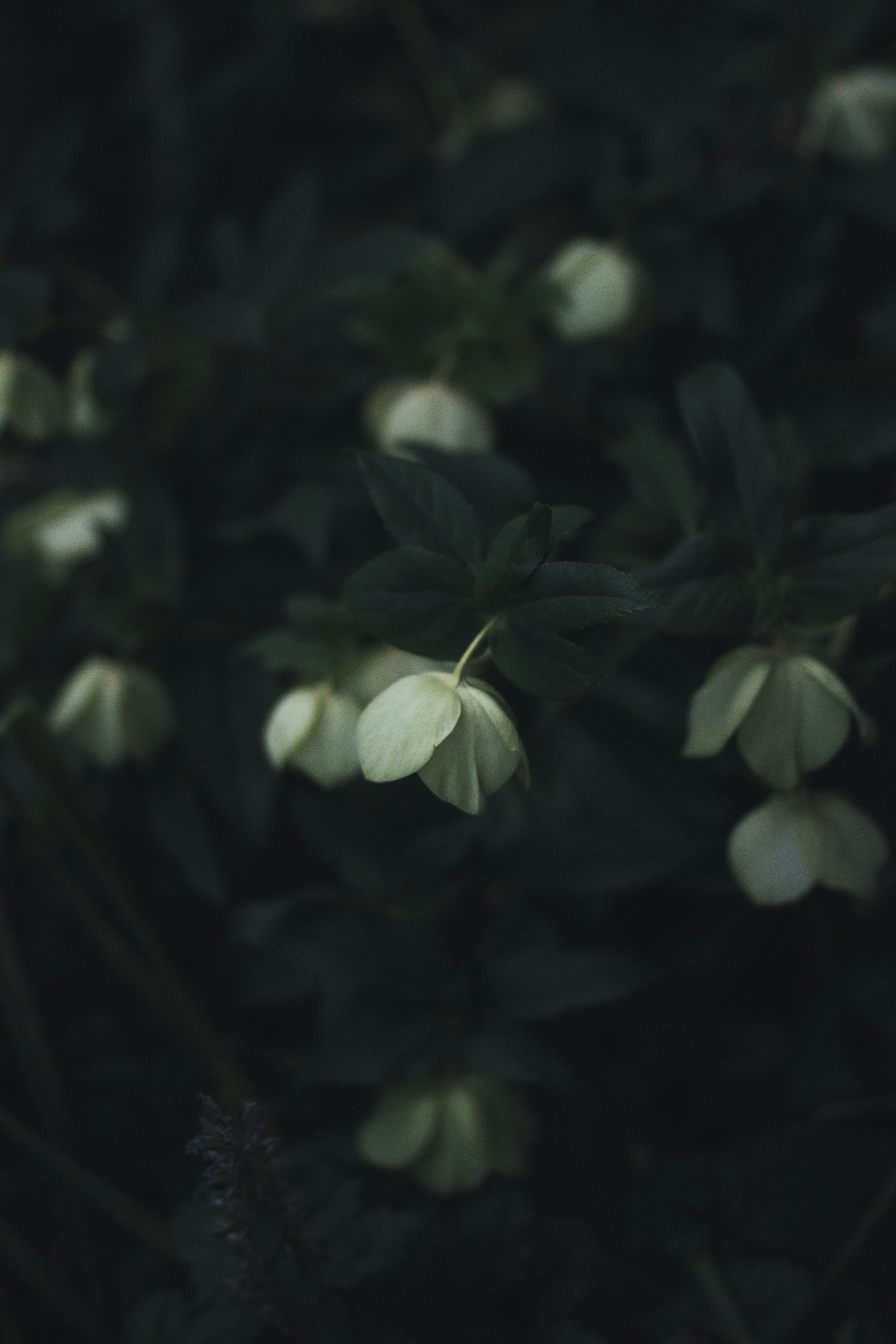 Delicate pale flowers emerge from dark foliage, creating a serene contrast in a moody garden setting.