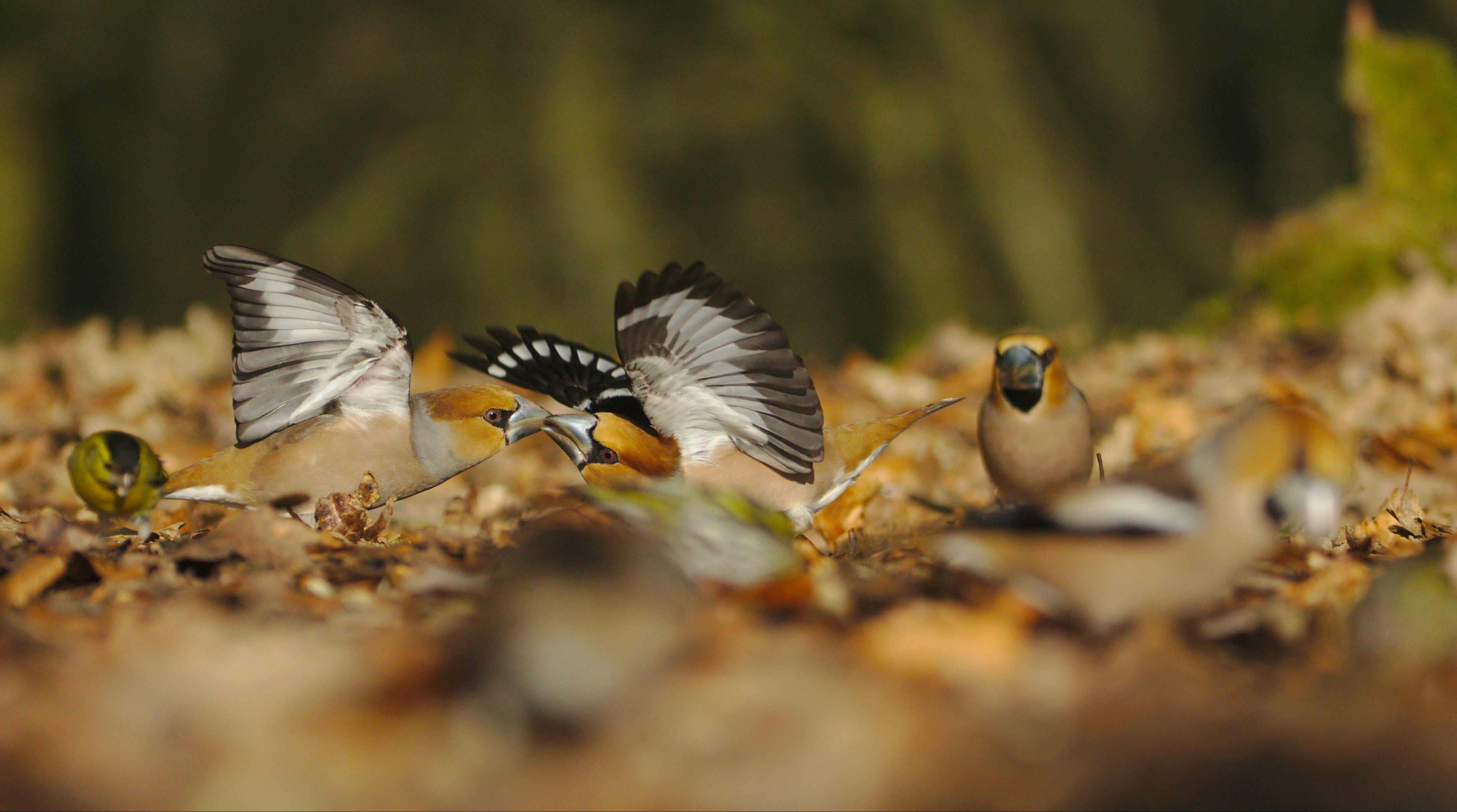 Leaf-Litter Stage: Sparrows in Flight Across Autumn Ground