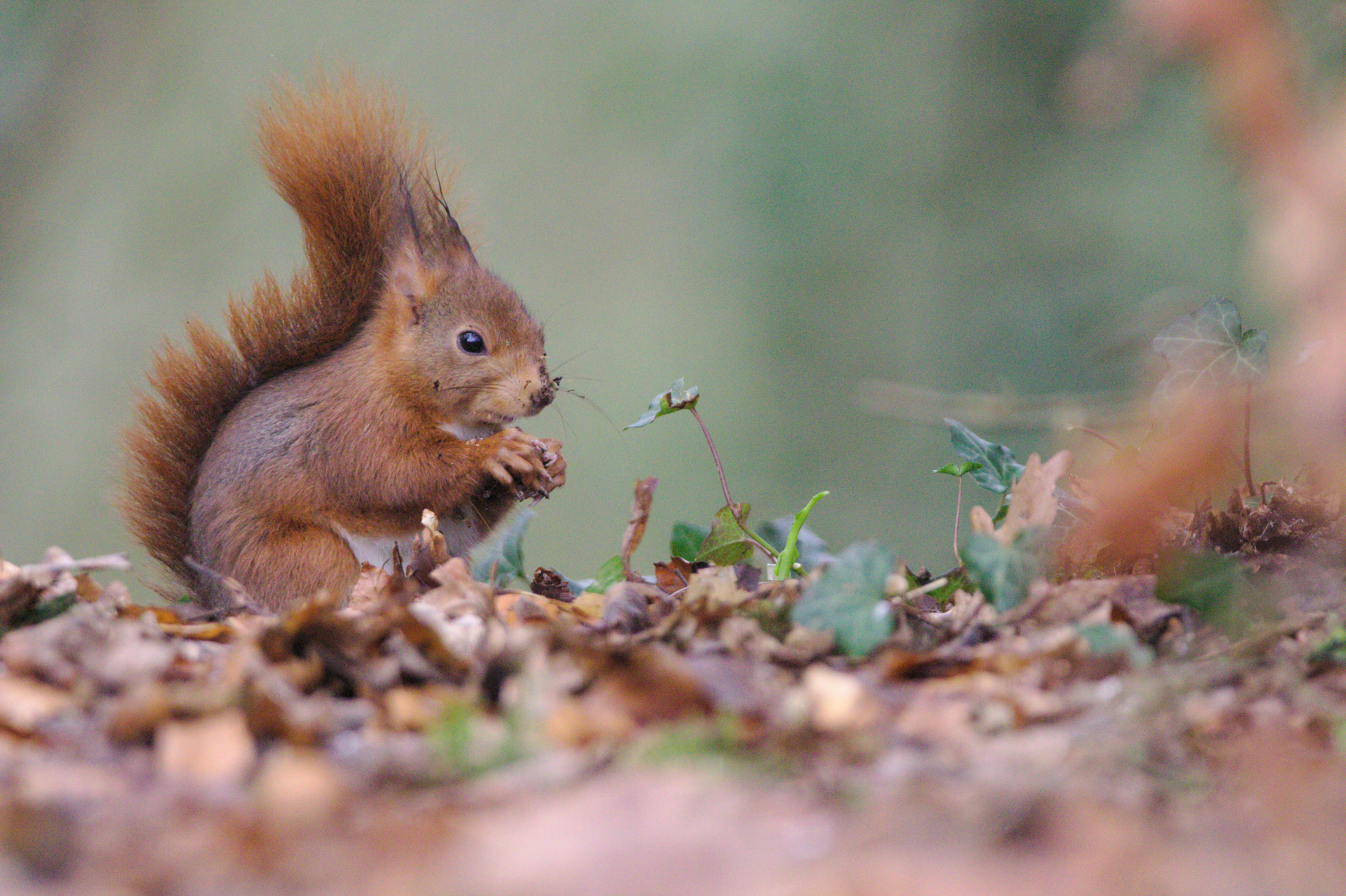 Autumn Forage: A Red Squirrel Among Fallen Leaves
