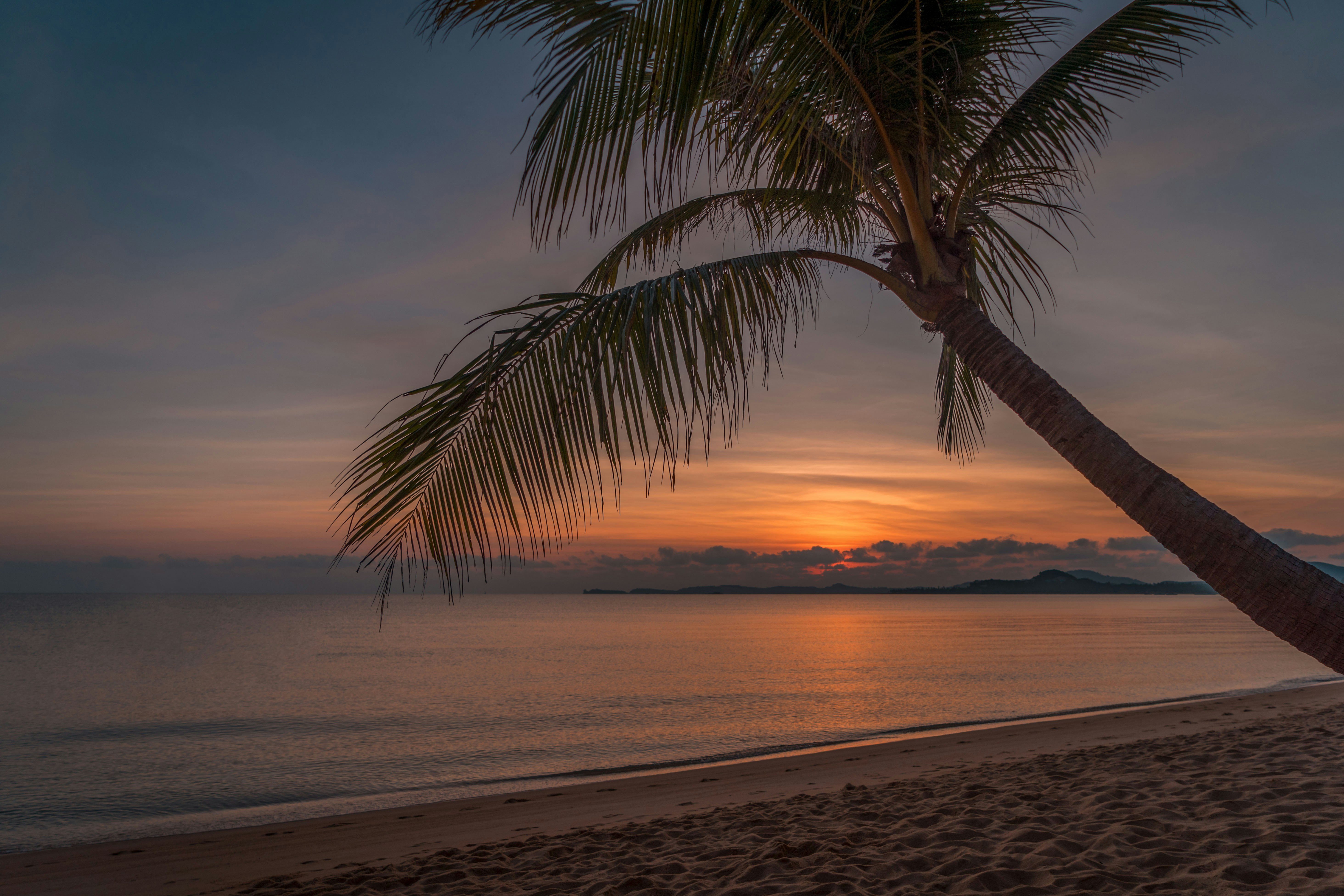 wallpaper | 100+ best free wallpaper, forest, snow, and winter photos ...