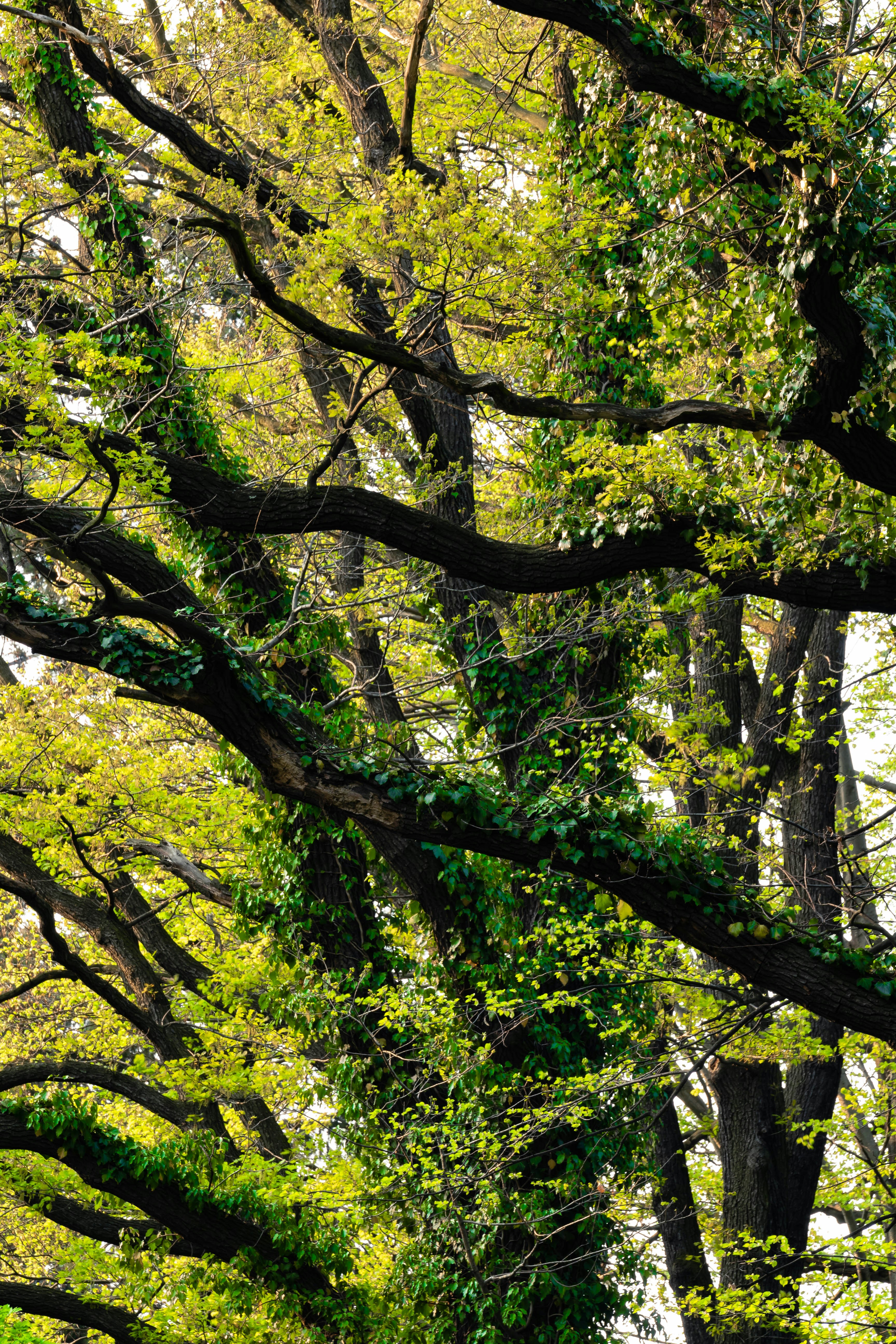 Green-leafed tree photo – Free Tree Image on Unsplash