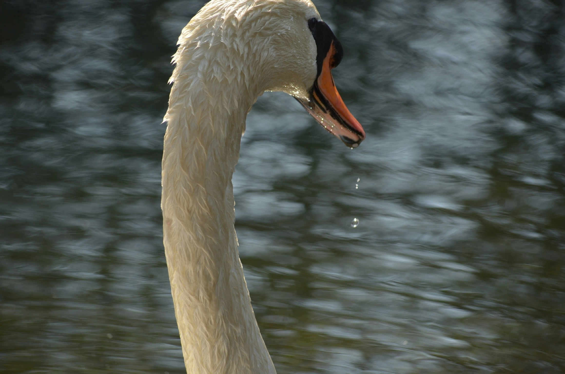 Swan in Quiet Light: Droplets Tracing the Curve of a Neck
