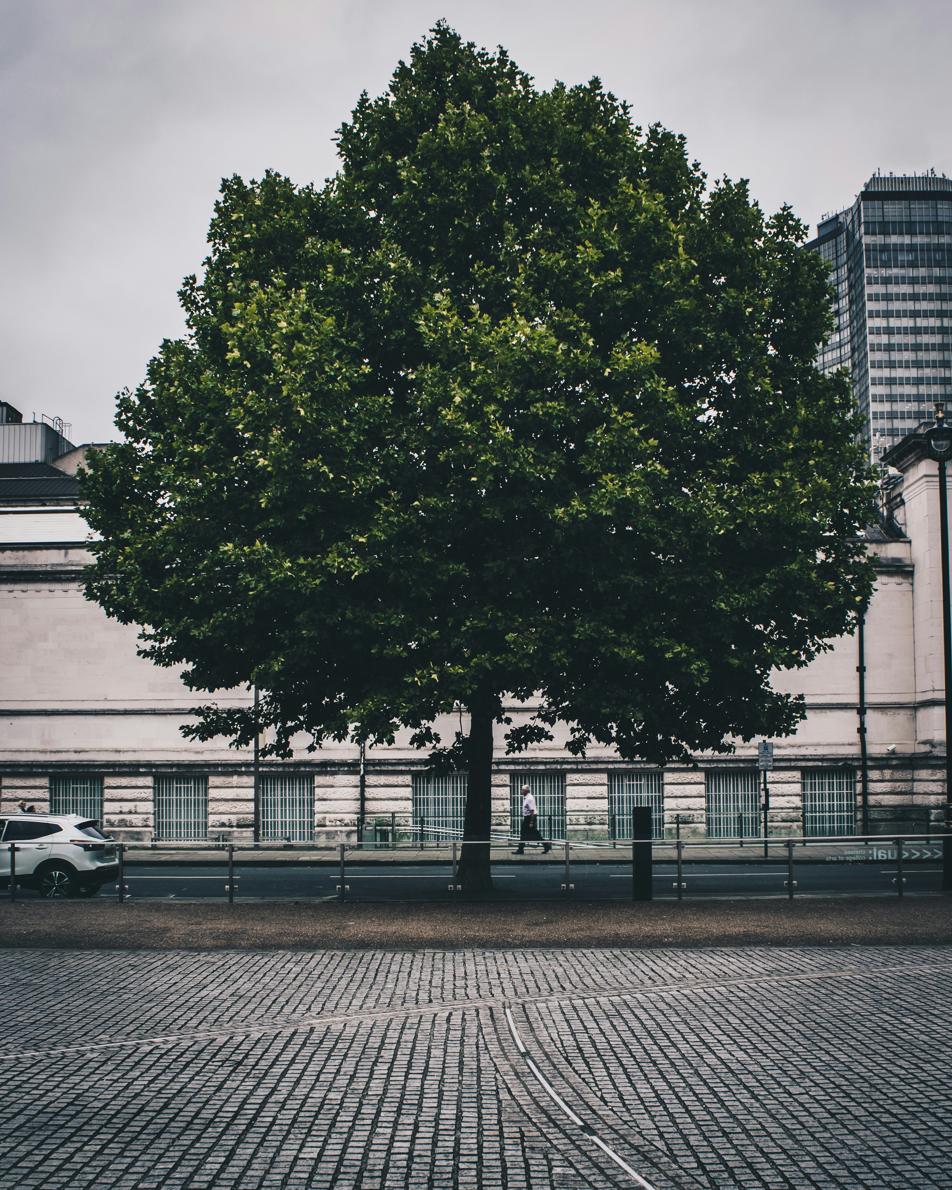 Canopy Between Concrete and Sky: A City Tree Framing the Street