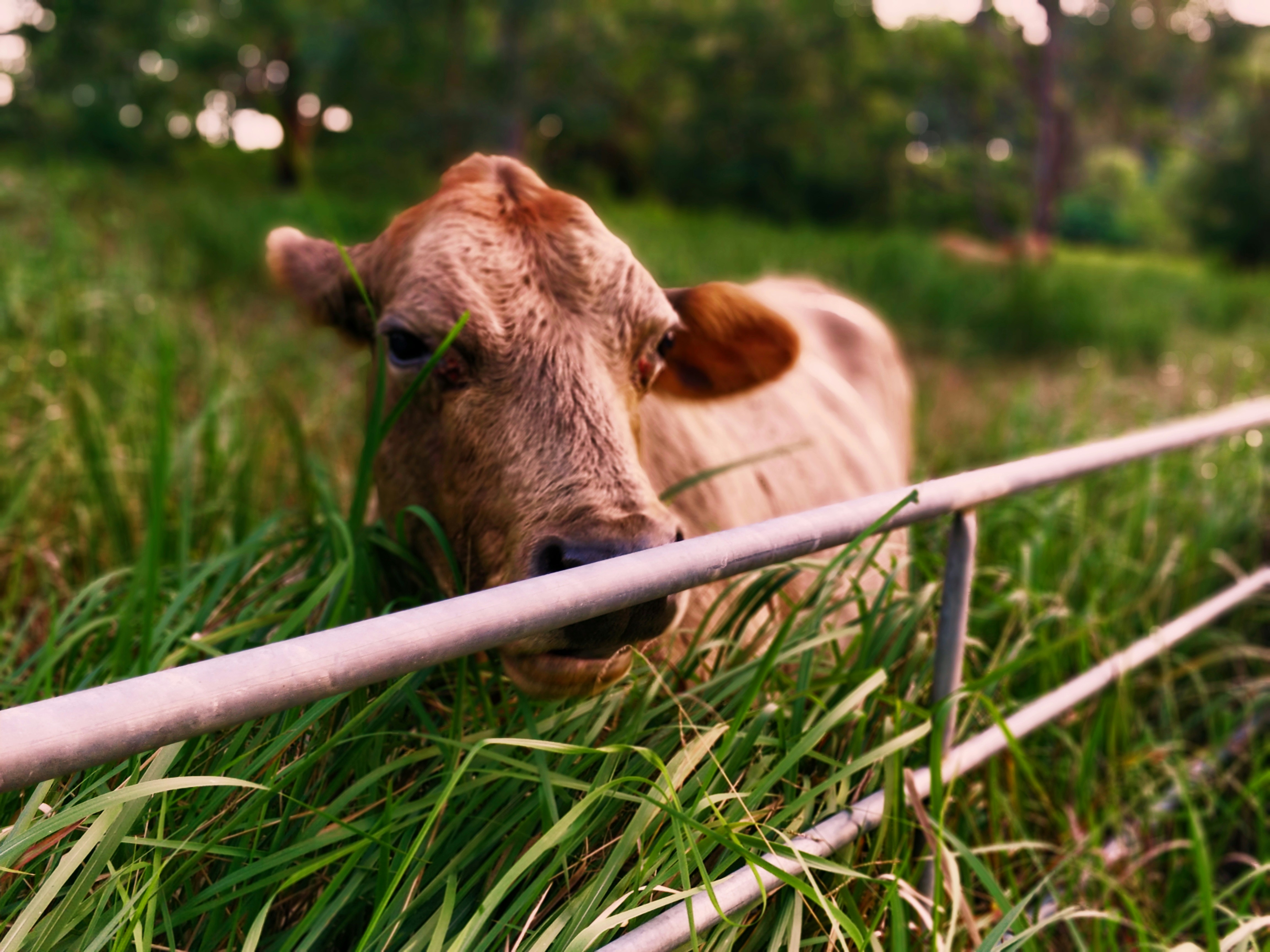 Grazing Gaze Beyond the Fence