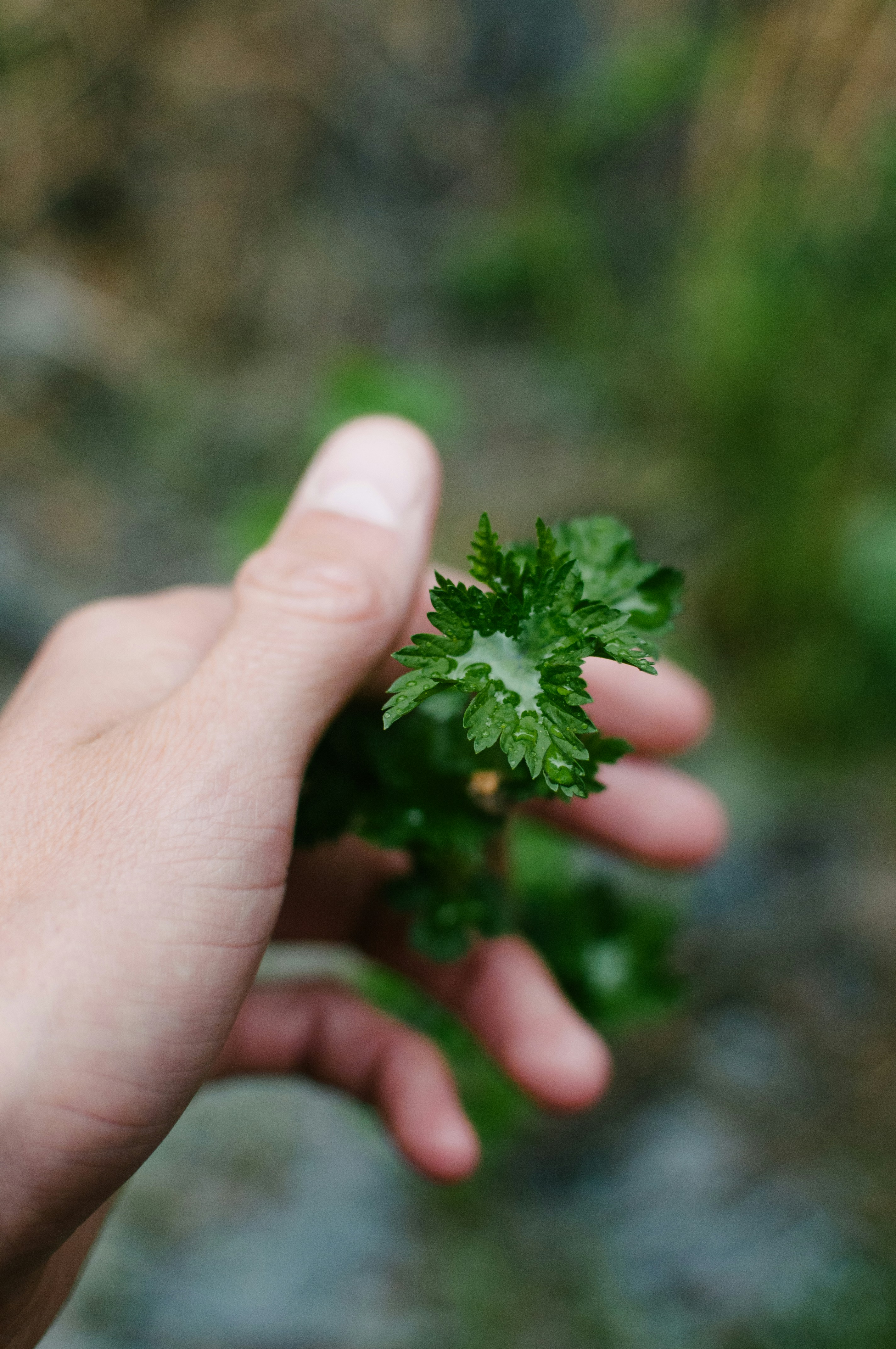 A hand gently holds a sprig of vibrant green herbs, showcasing their intricate leaf patterns against a blurred natural background.