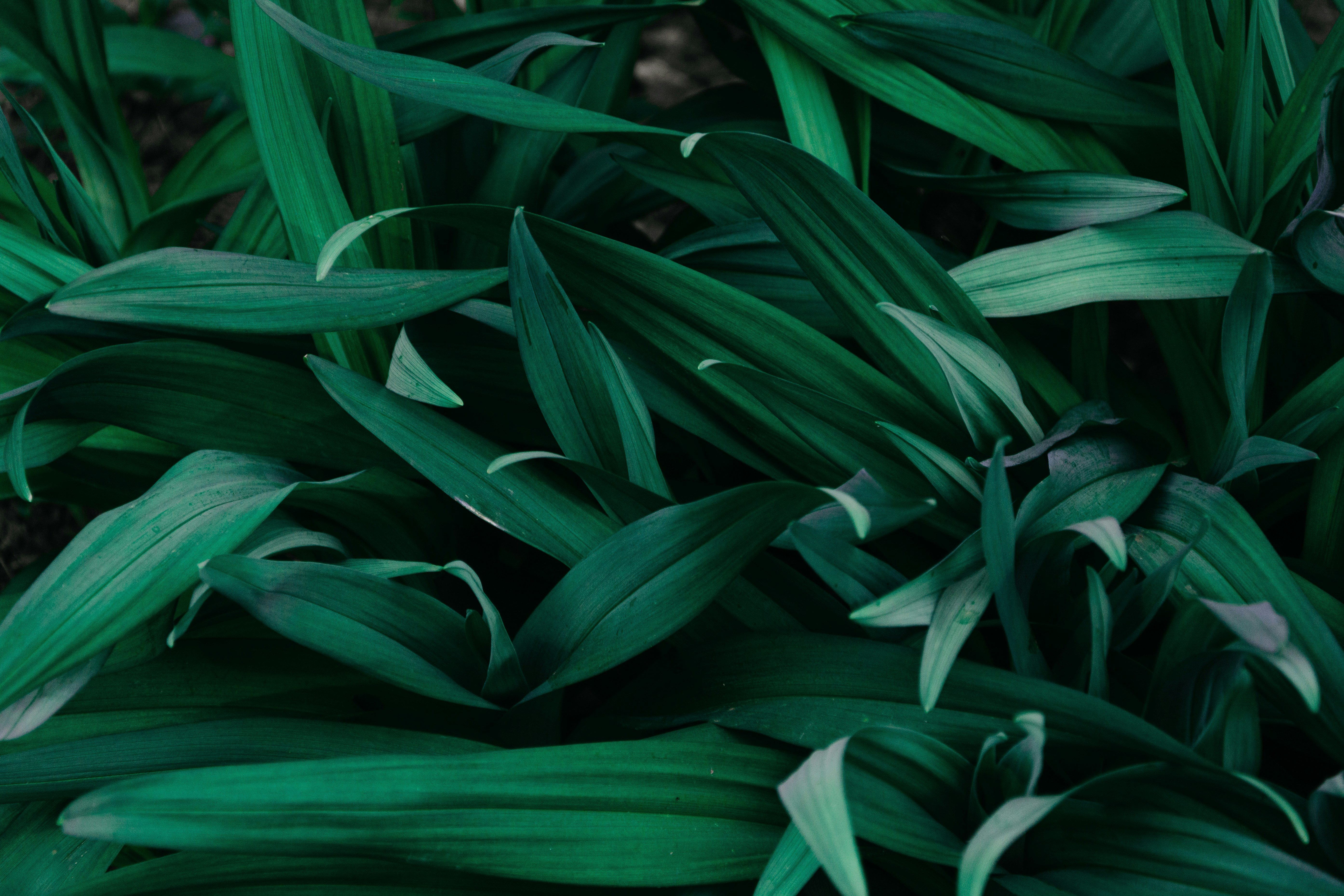 500+ Dark Green Pictures | Download Free Images on Unsplash