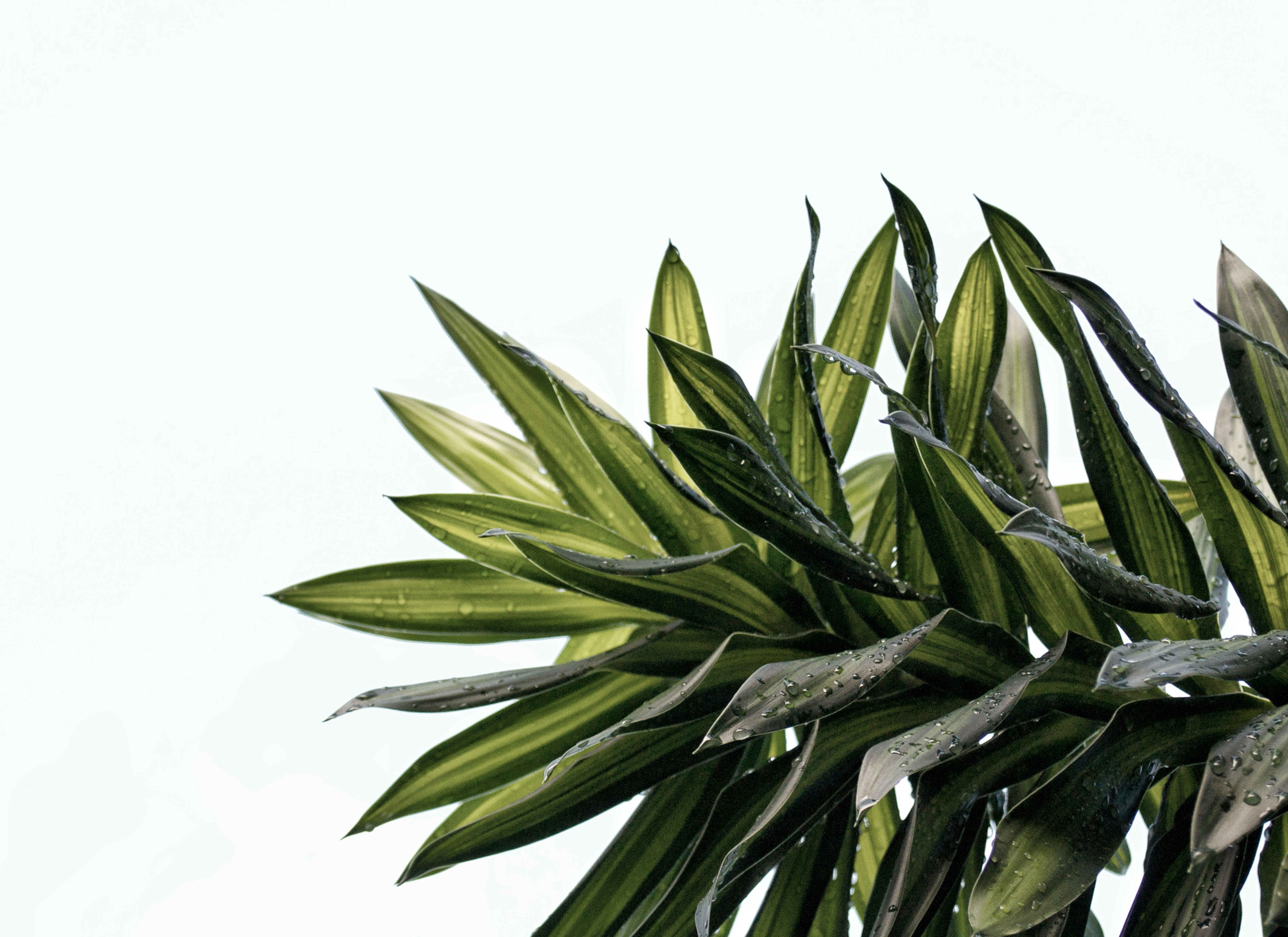 Dew-kissed green leaves with yellow stripes against a pale sky.