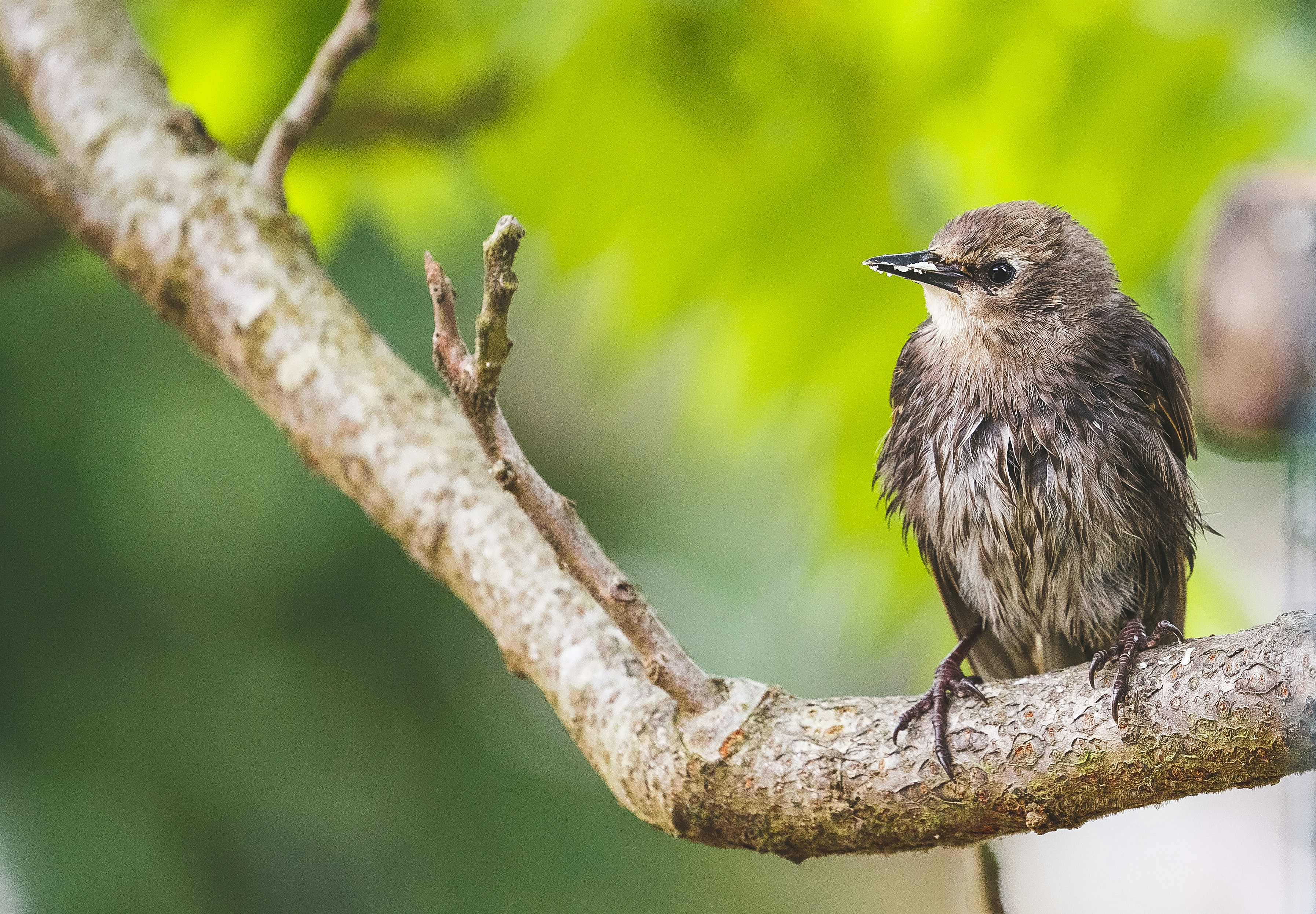A young bird perched on a branch, showcasing its delicate features against a backdrop of vibrant green foliage.