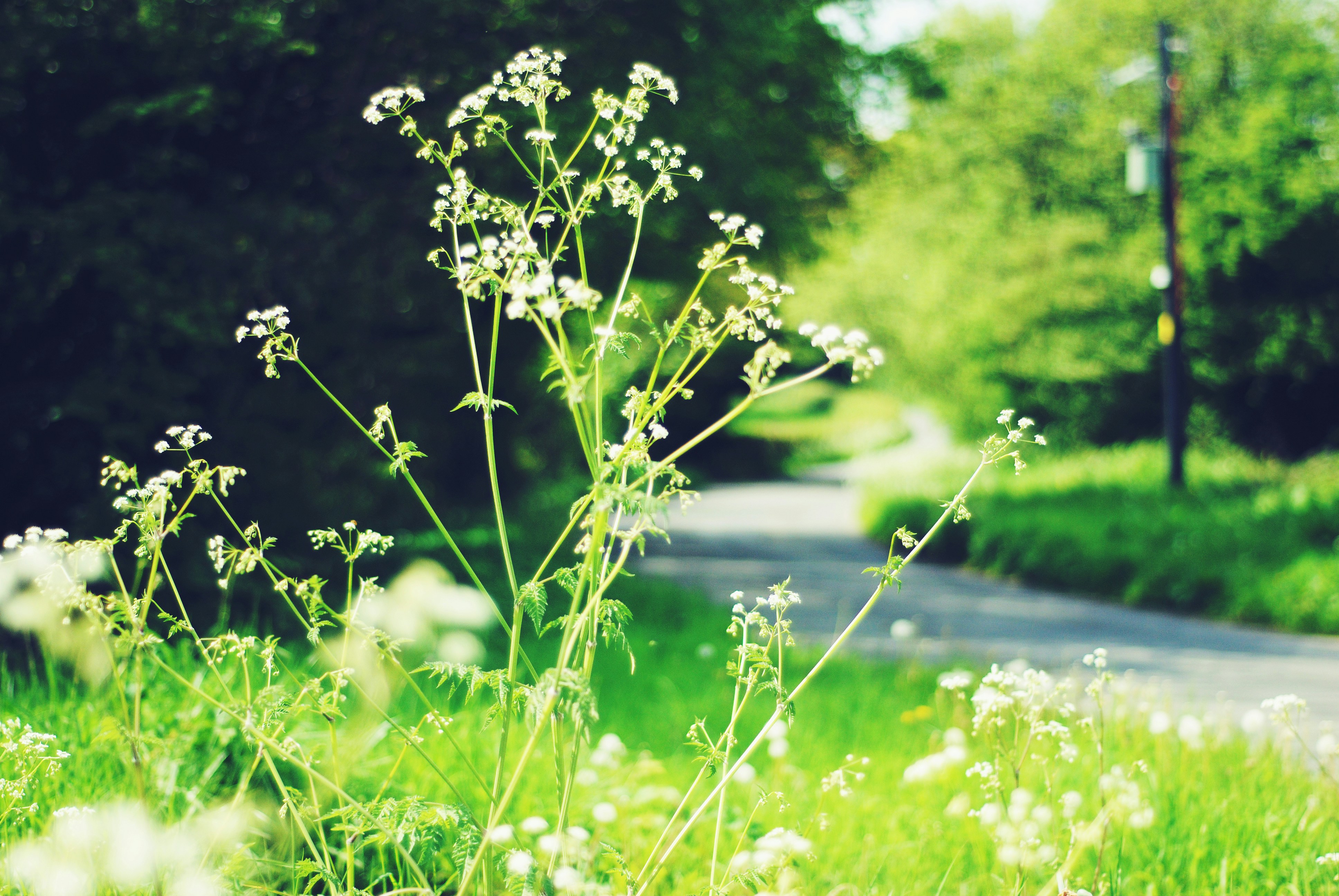White Wildflowers Framing a Sunlit Country Road
