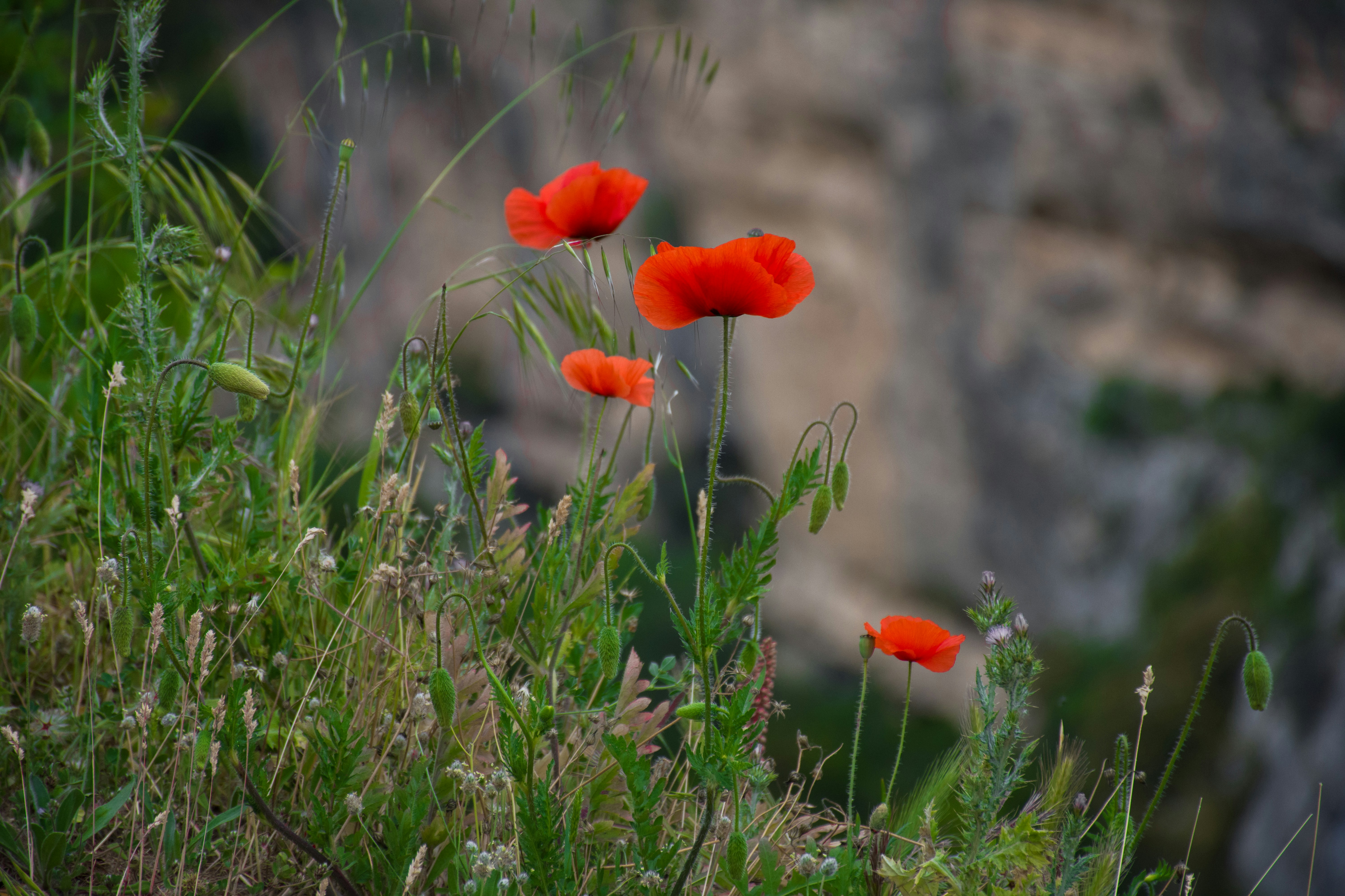 Poppies at the Cliff's Edge