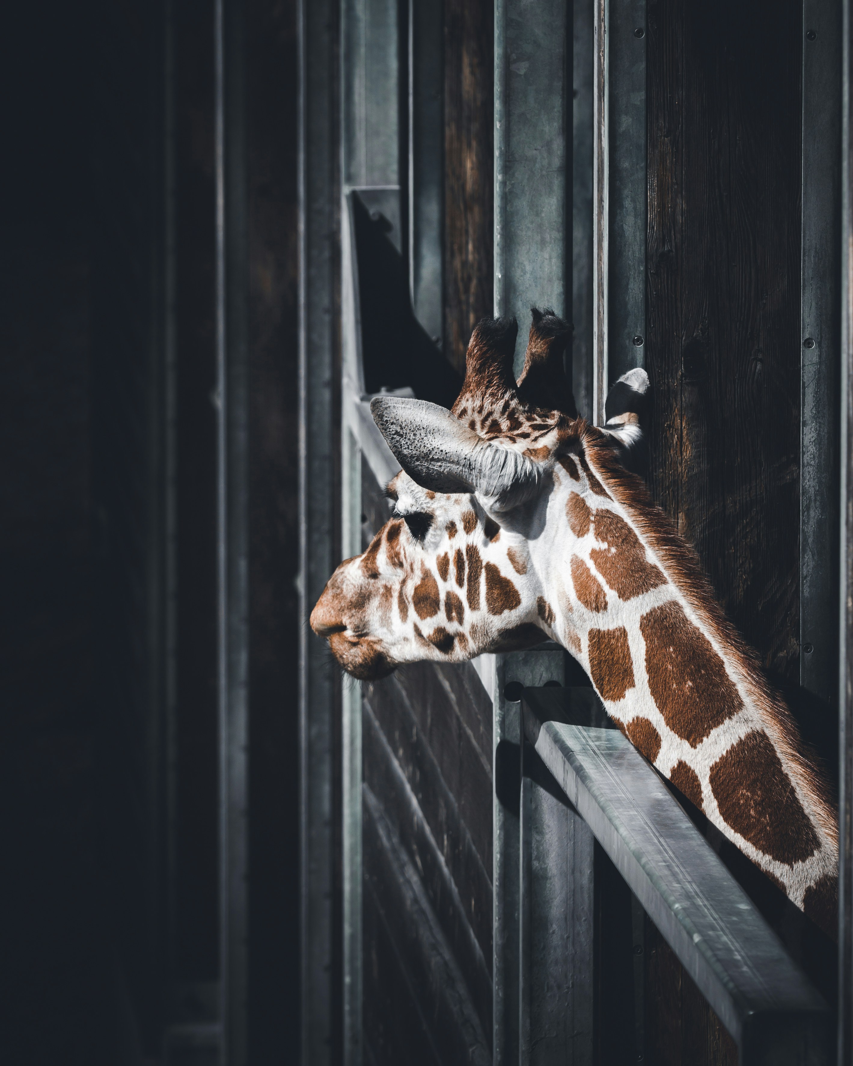 Giraffe peering through a narrow opening in a wooden enclosure, showcasing its unique patterns and gentle demeanor.