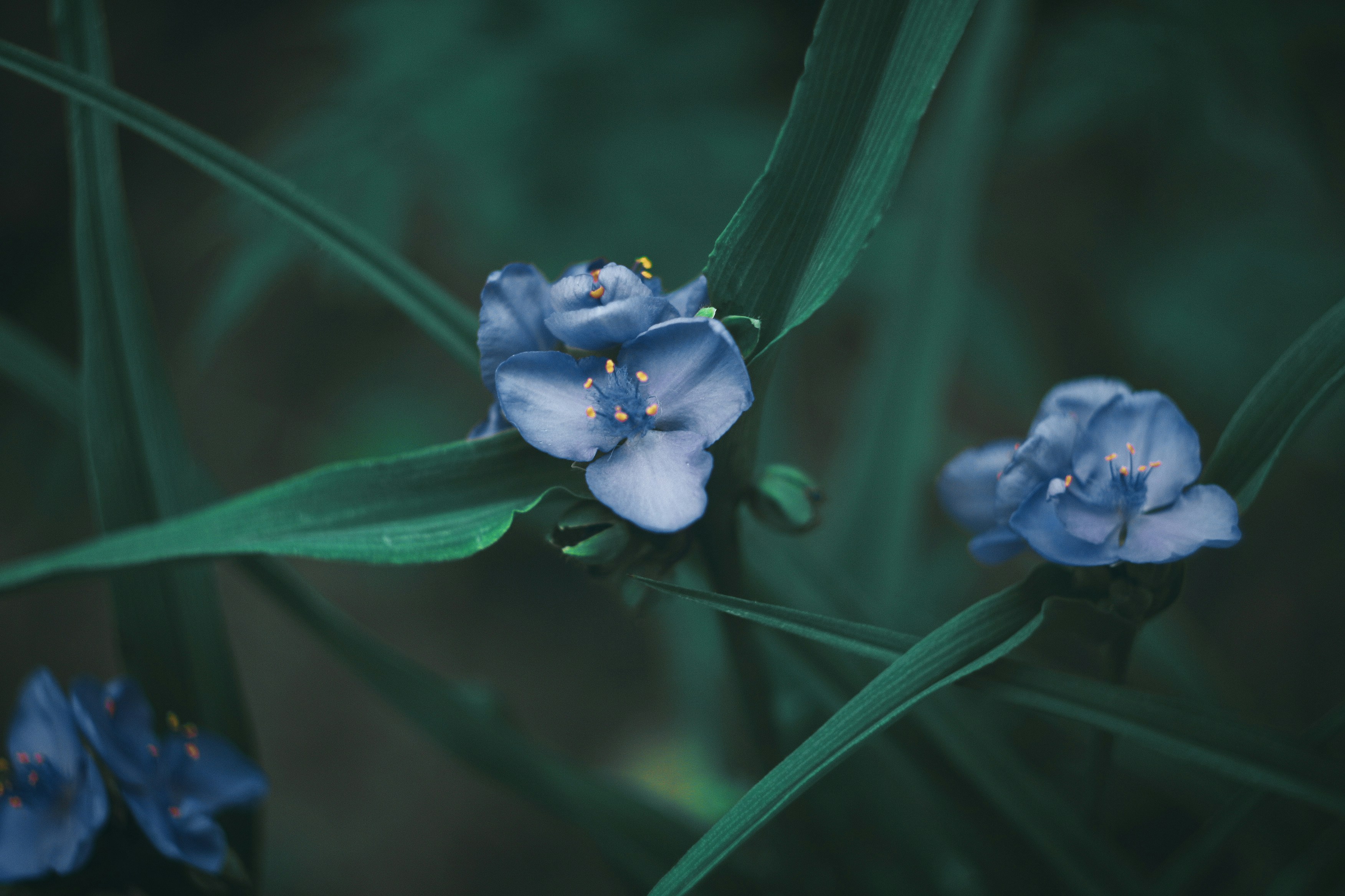 Delicate blue flowers nestled among lush green leaves, showcasing nature's intricate beauty.