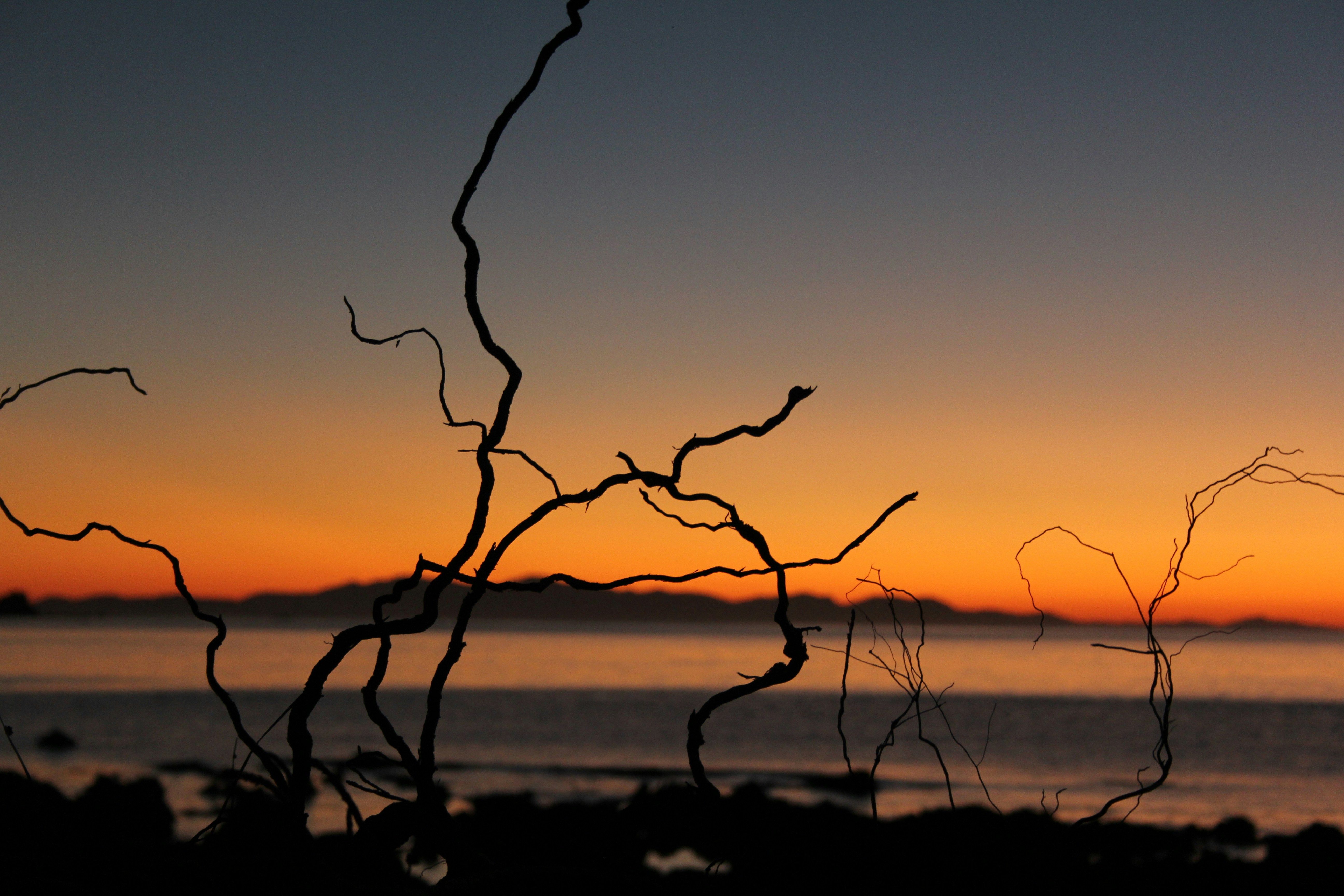 Twisted branches silhouetted against an orange and blue sunset over a calm sea.
