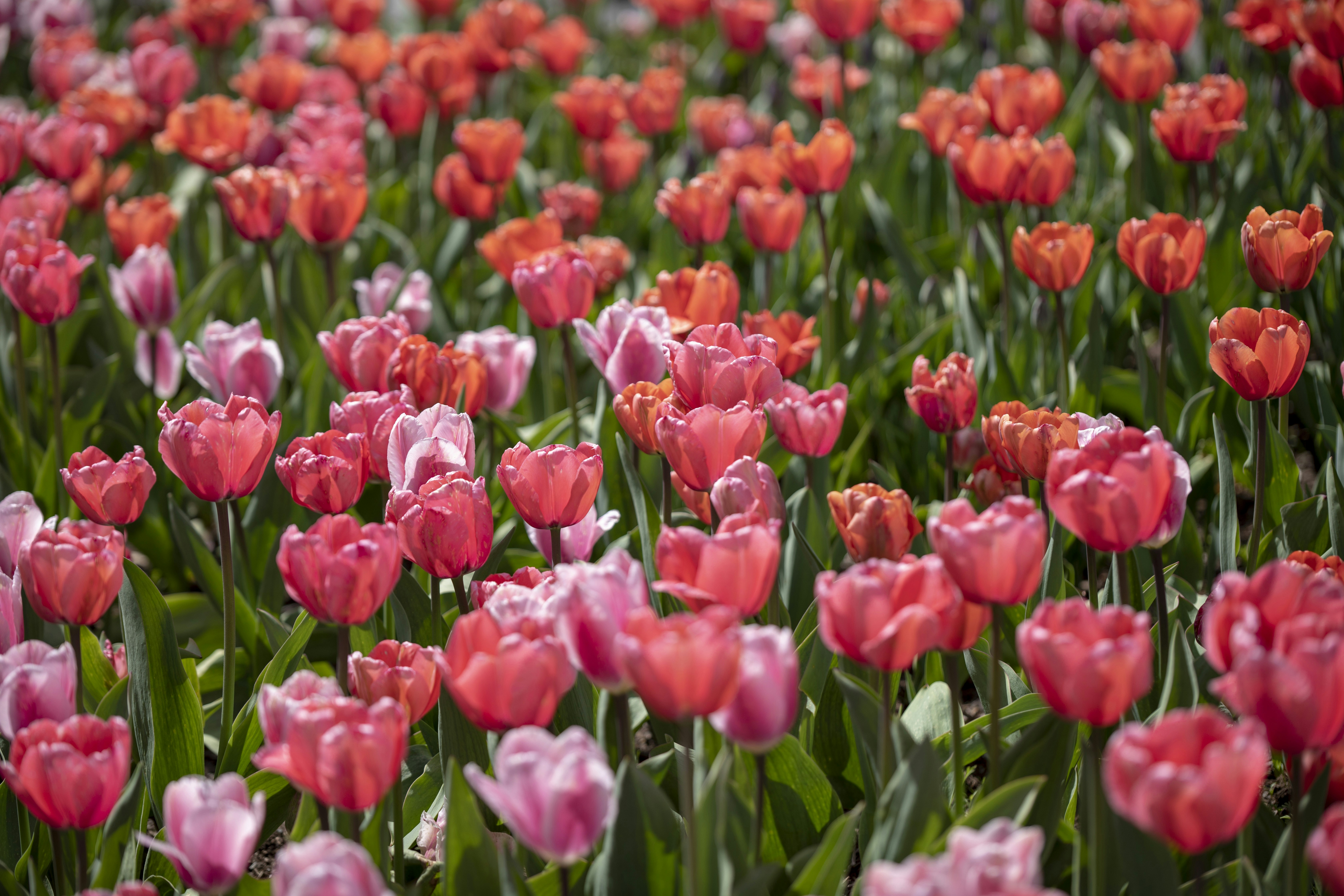 Journey Through Time: The Fascinating History of Tulips from Wildflower ...