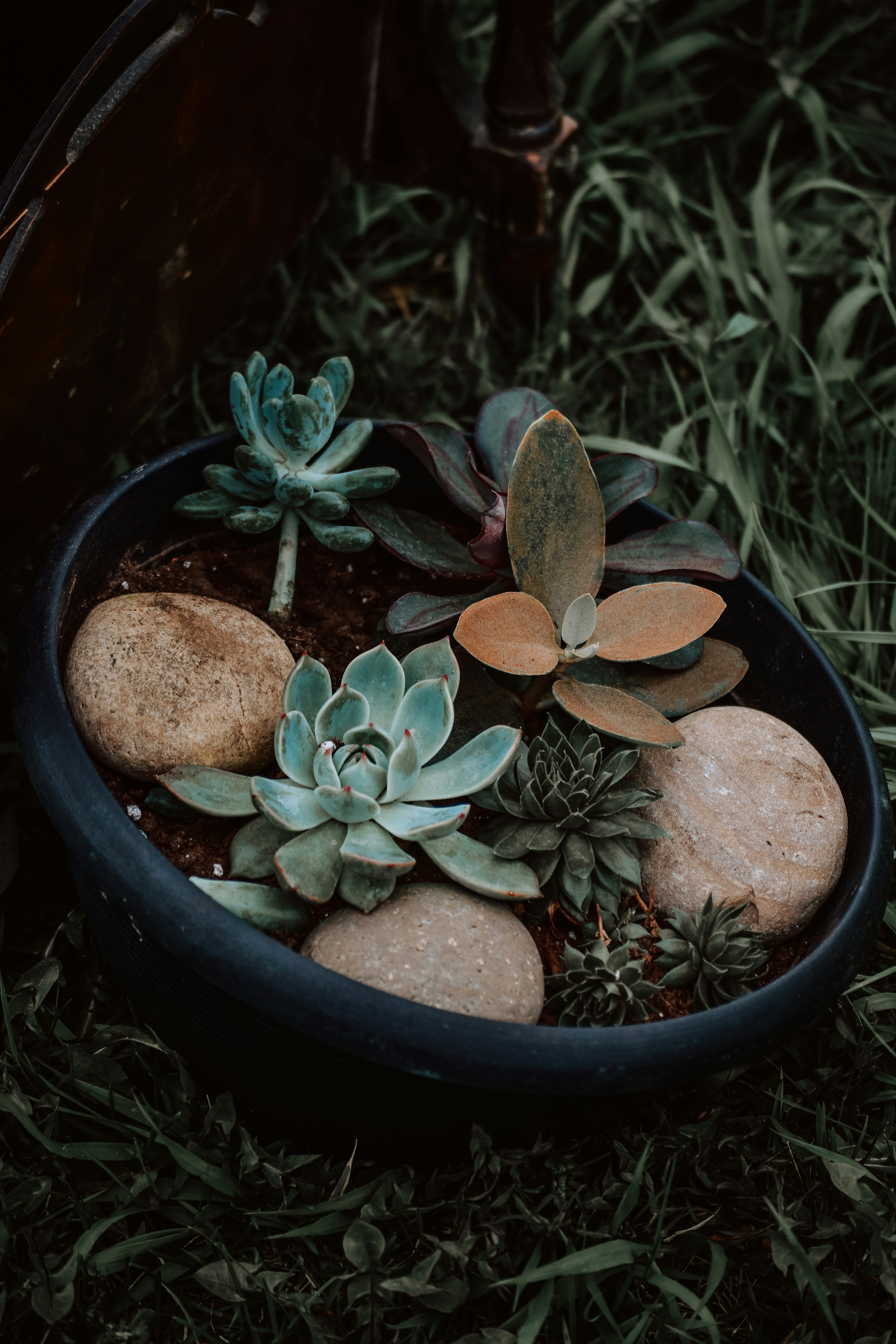 A vibrant arrangement of various succulents nestled among smooth stones in a dark pot, surrounded by lush green grass.