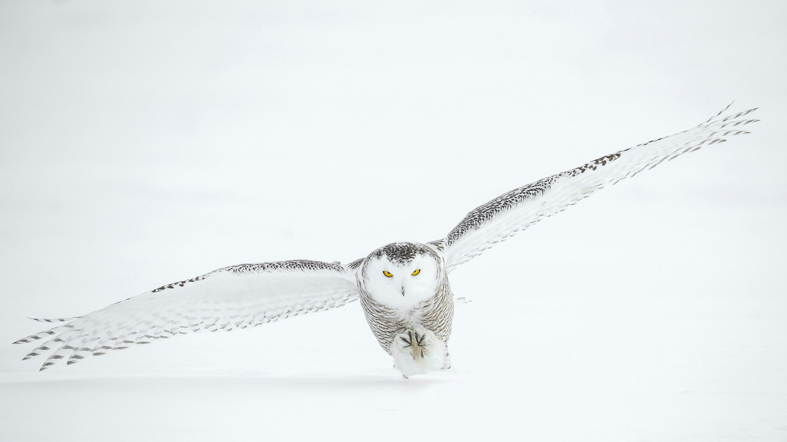 A snowy owl in the wintery landscape of Alberta, Canada photographed in -35 degree temperatures. | photo of flying owl