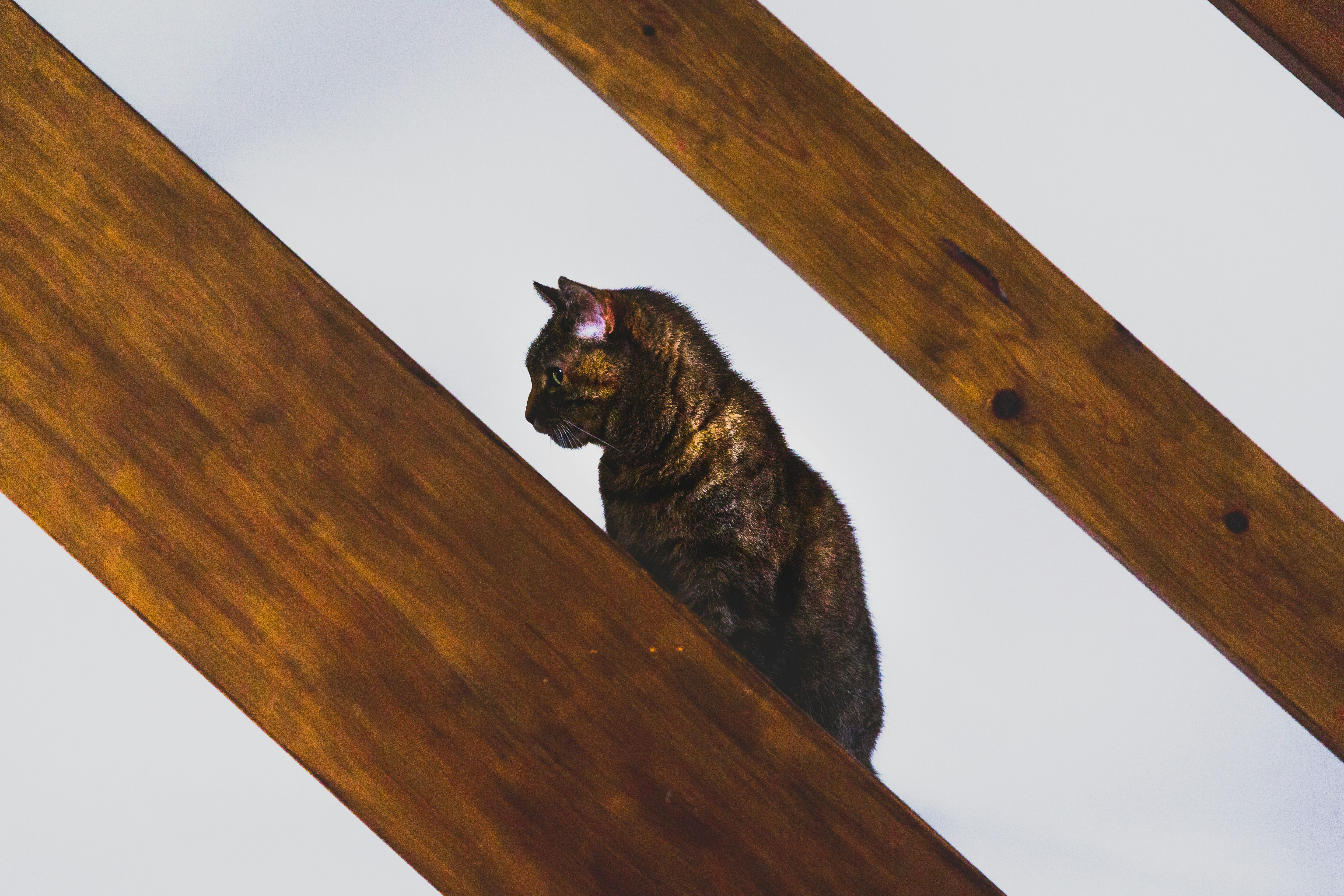 A contemplative cat perches gracefully between wooden beams, framed against a soft, light background. The scene captures a moment of serene introspection.