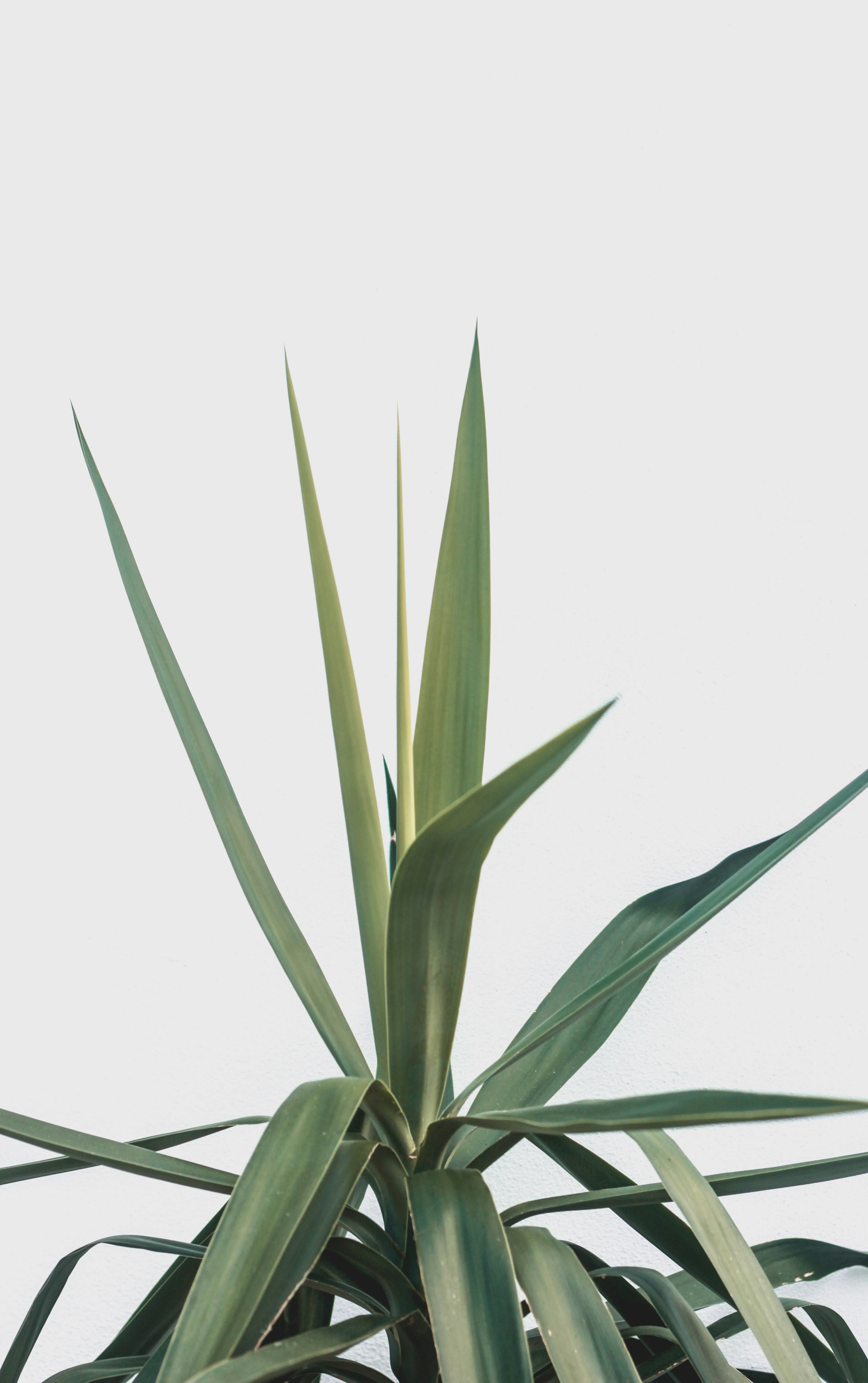 A close-up of a green plant with elongated leaves against a minimalist white background.