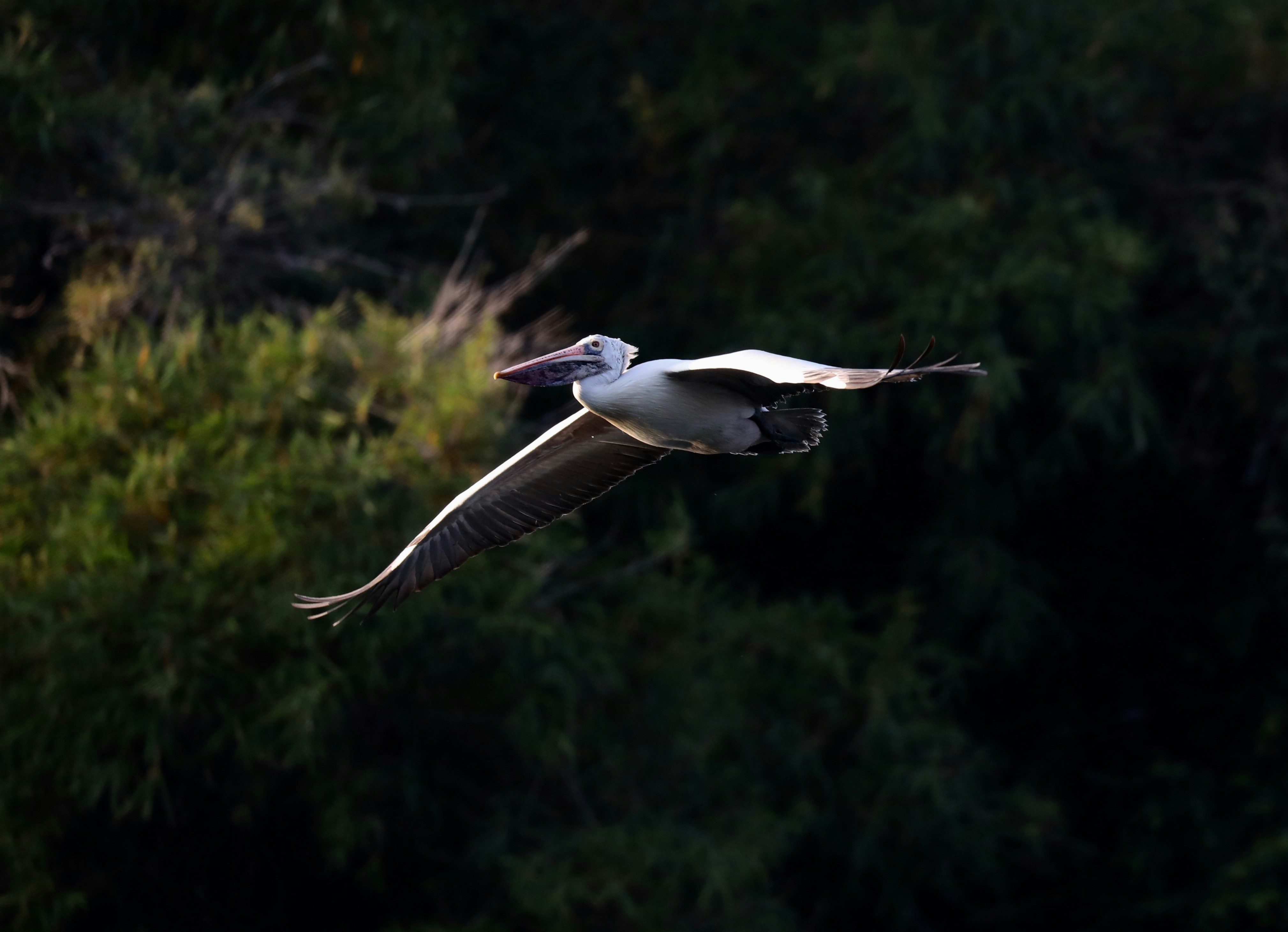 White and black bird mid-flight during day photo – Free Animal Image on ...