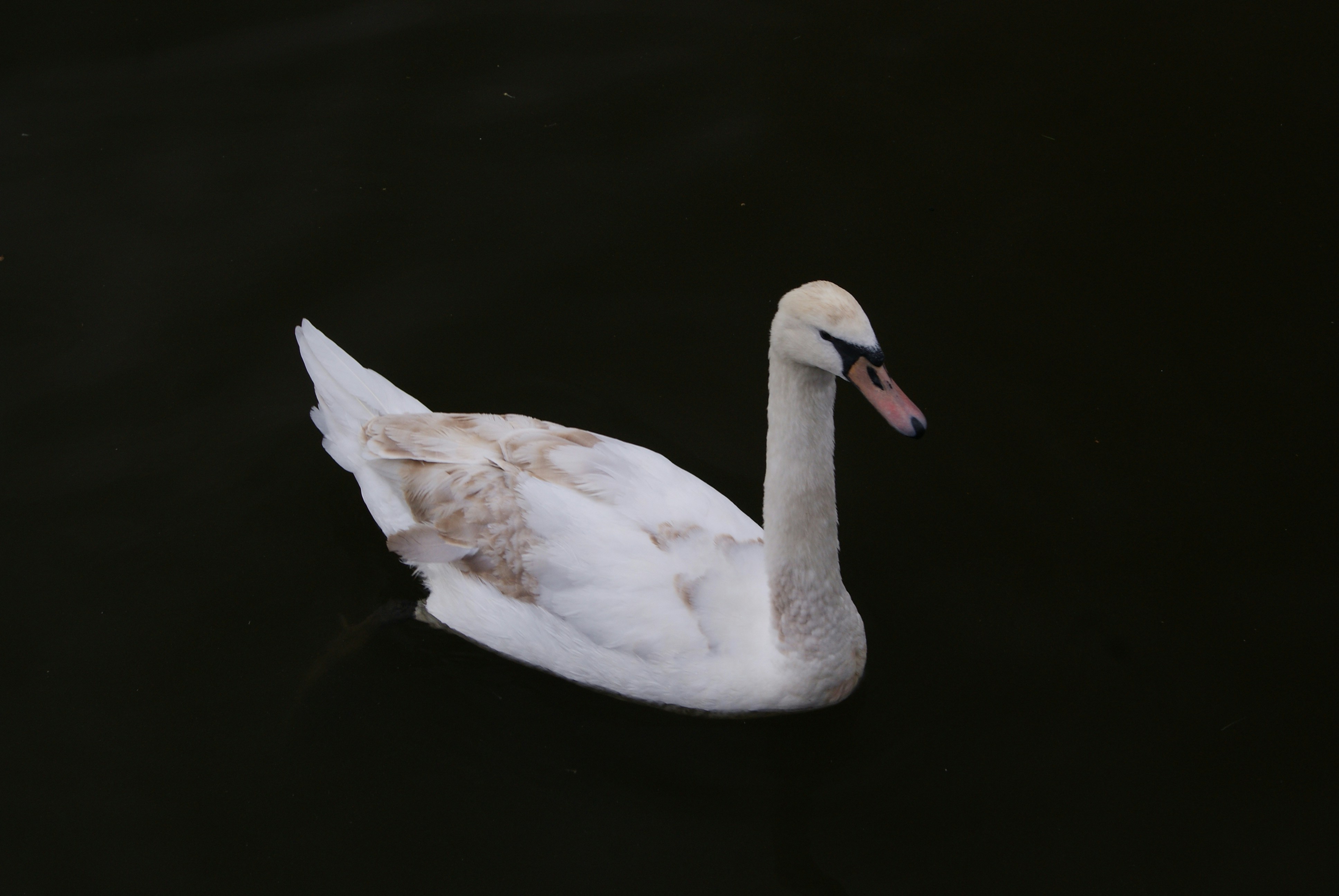White and beige swan photo – Free Grey Image on Unsplash