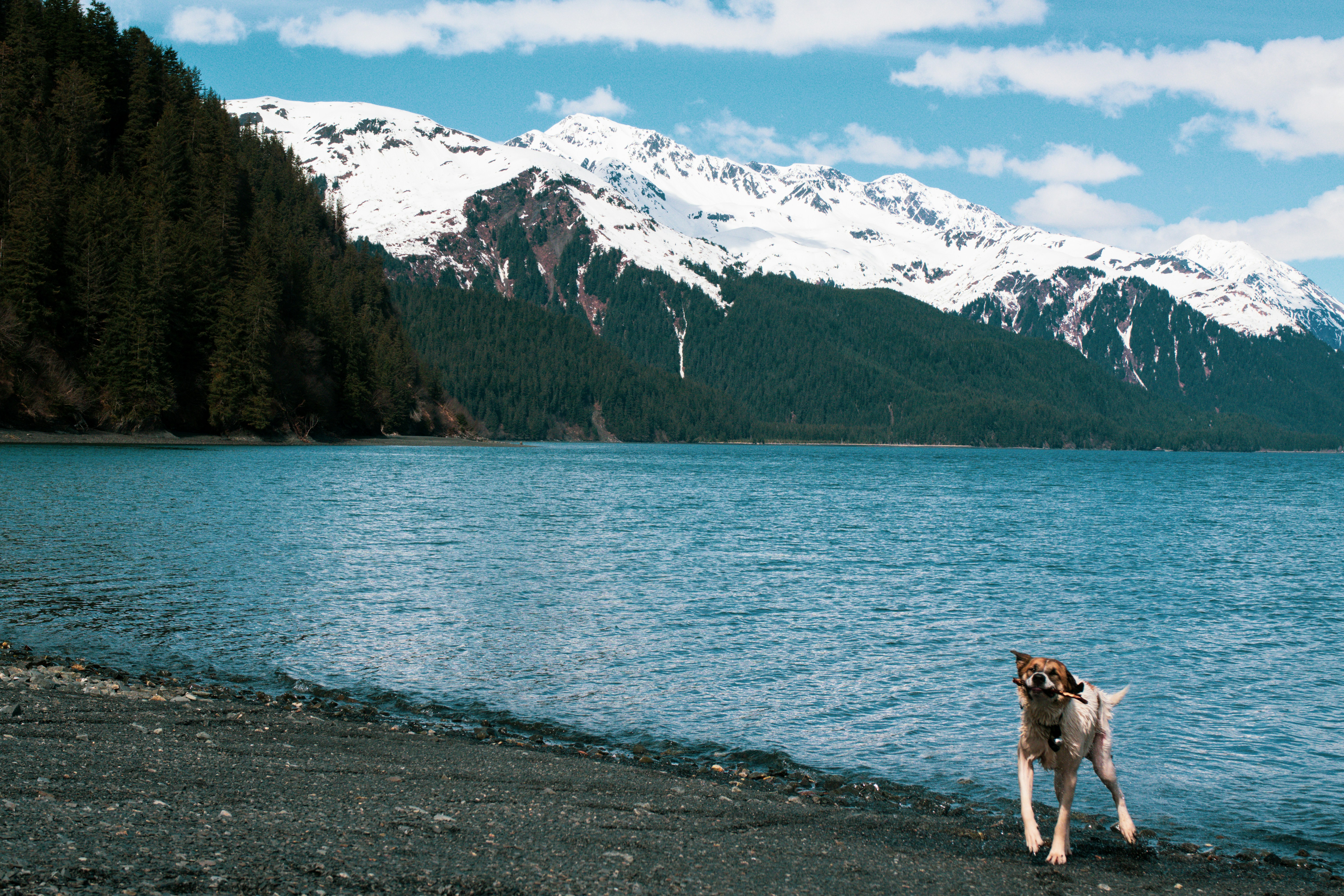 We had hiked 6 miles in the low tide to a place called Derby Cove, near Seward, Alaska. As the tide rolled in, we found ourselves with a private beach and a cozy forest service cabin to call home for the night. It was insanely peaceful spending the evening basking in the early spring sunshine, playing with the dogs, running in and out of the ocean.